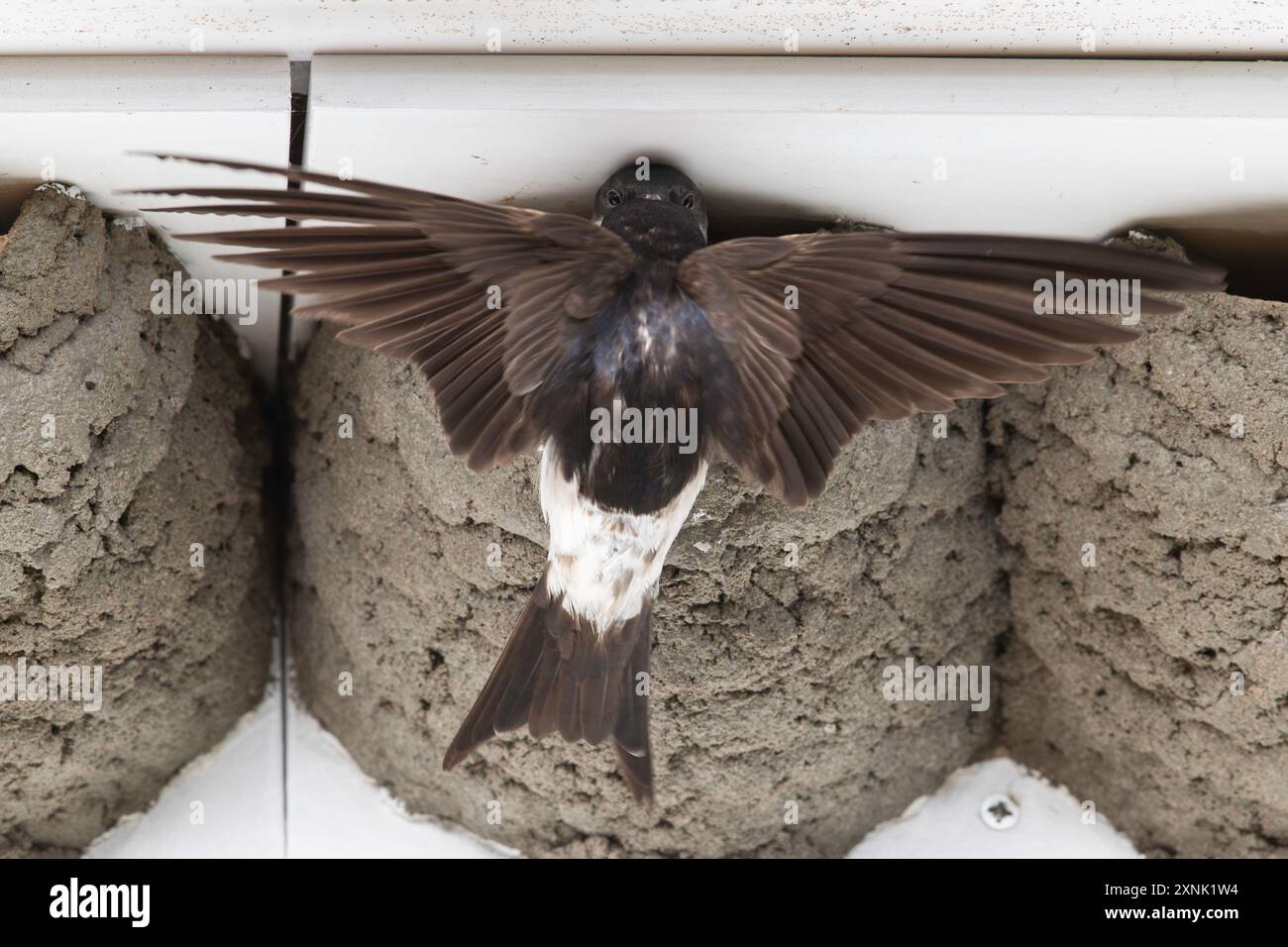 House martin uk nest feeding hi-res stock photography and images - Alamy
