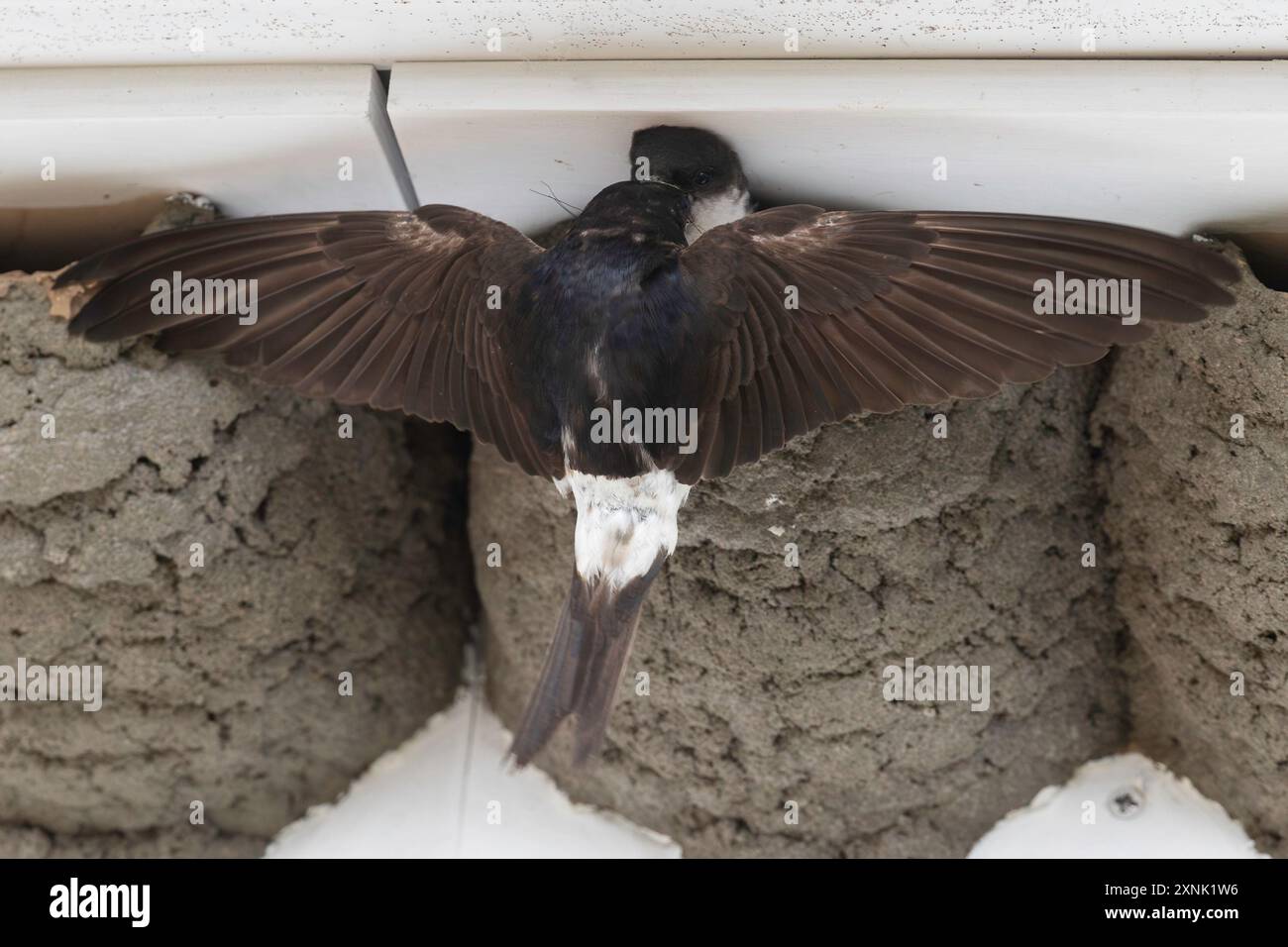 House martin uk nest feeding hi-res stock photography and images - Alamy