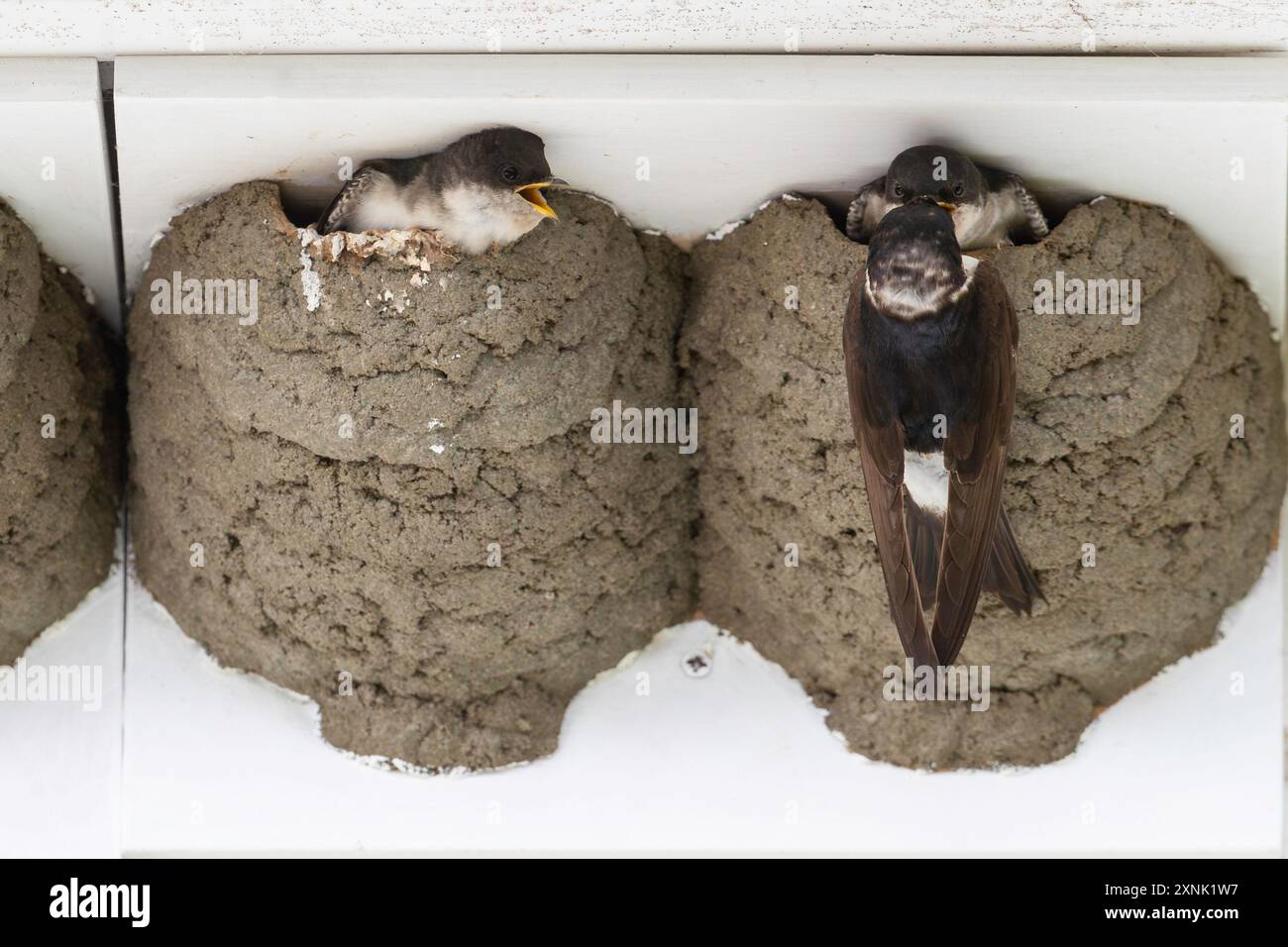 House martin nest artificial hi-res stock photography and images - Alamy