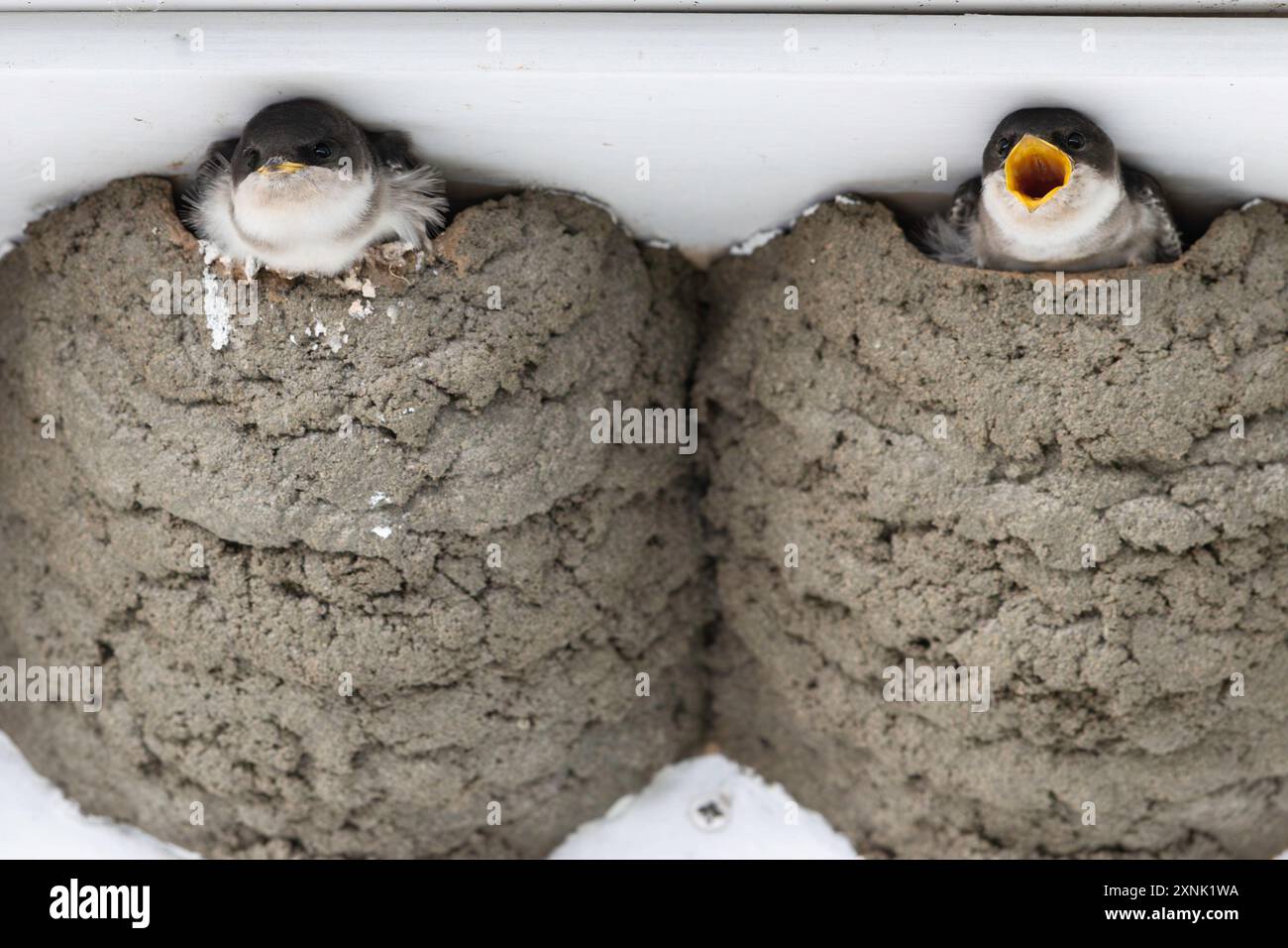 House martin uk nest feeding hi-res stock photography and images - Alamy