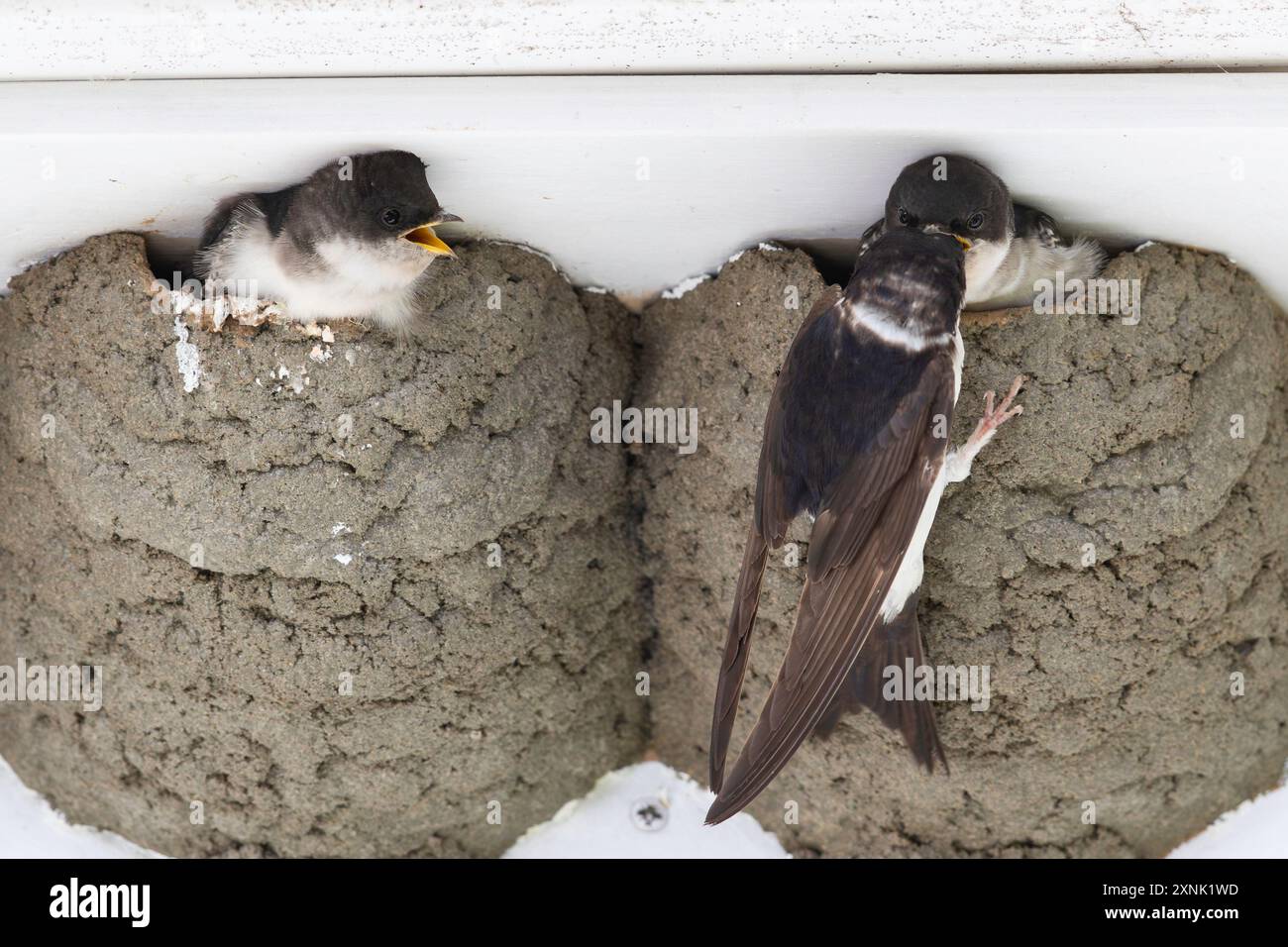 House martin uk nest feeding hi-res stock photography and images - Alamy