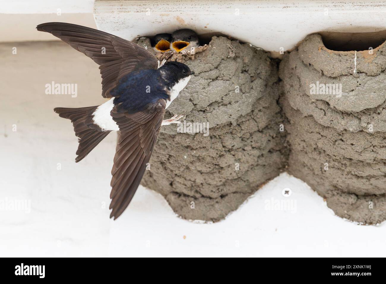 House martin nest artificial hi-res stock photography and images - Alamy