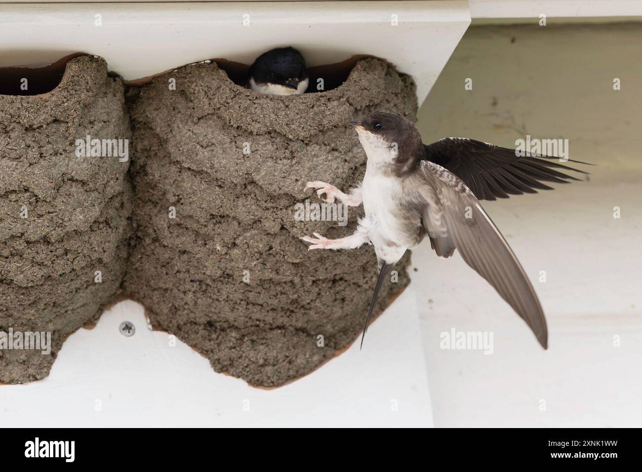 House martin uk nest feeding hi-res stock photography and images - Alamy