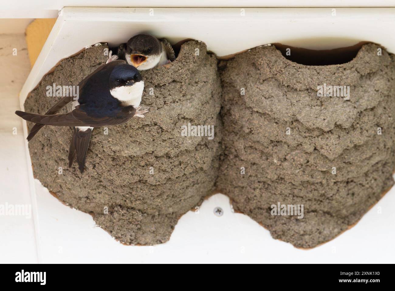 House martin nest artificial hi-res stock photography and images - Alamy