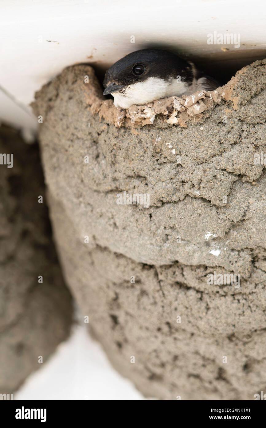 House martin bird uk hi-res stock photography and images - Alamy