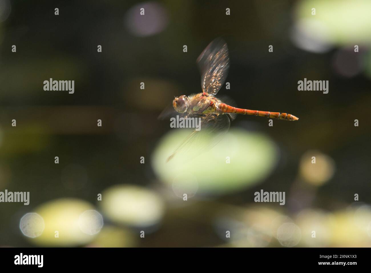 Common darter dragonfly, Sympetrum striolatum, flying over a garden ...