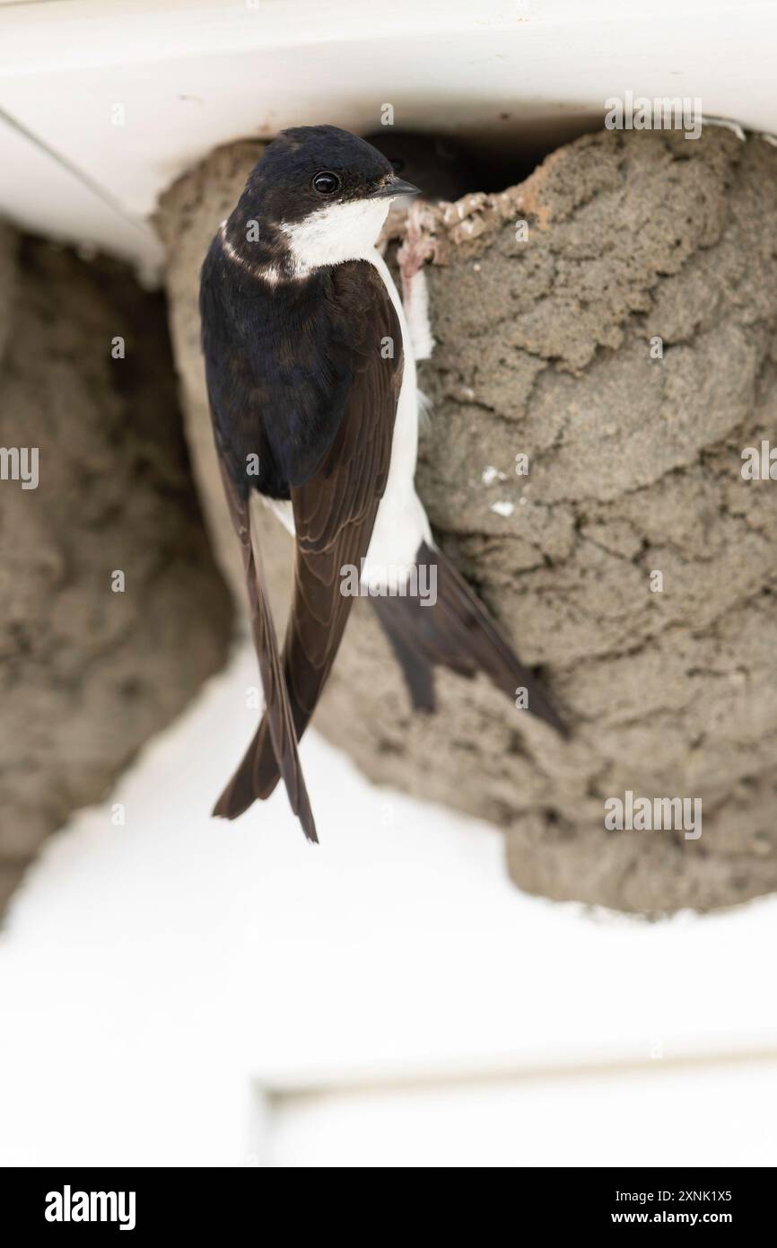 House martin flight feeding hi-res stock photography and images - Alamy
