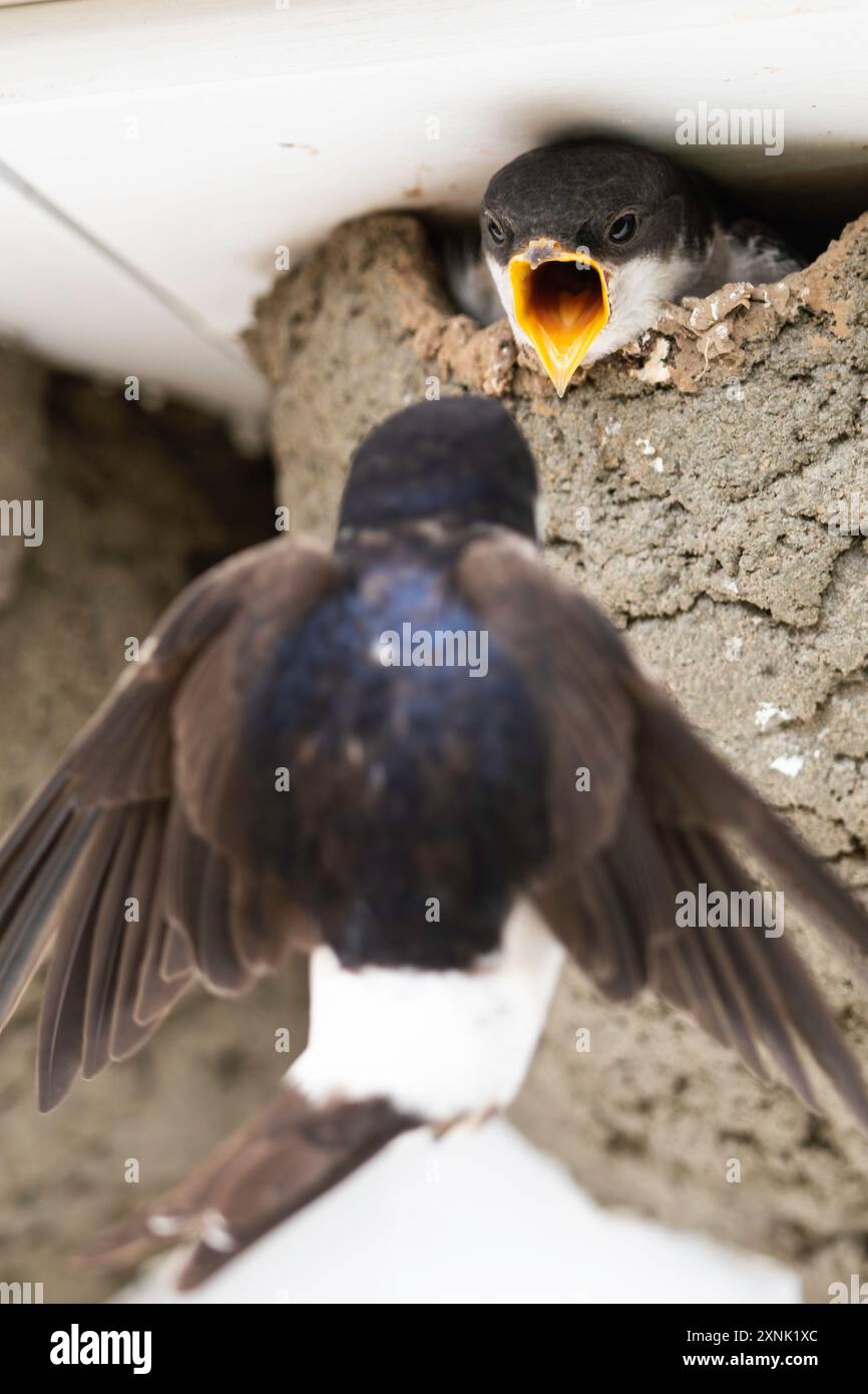 House martin uk nest feeding hi-res stock photography and images - Alamy