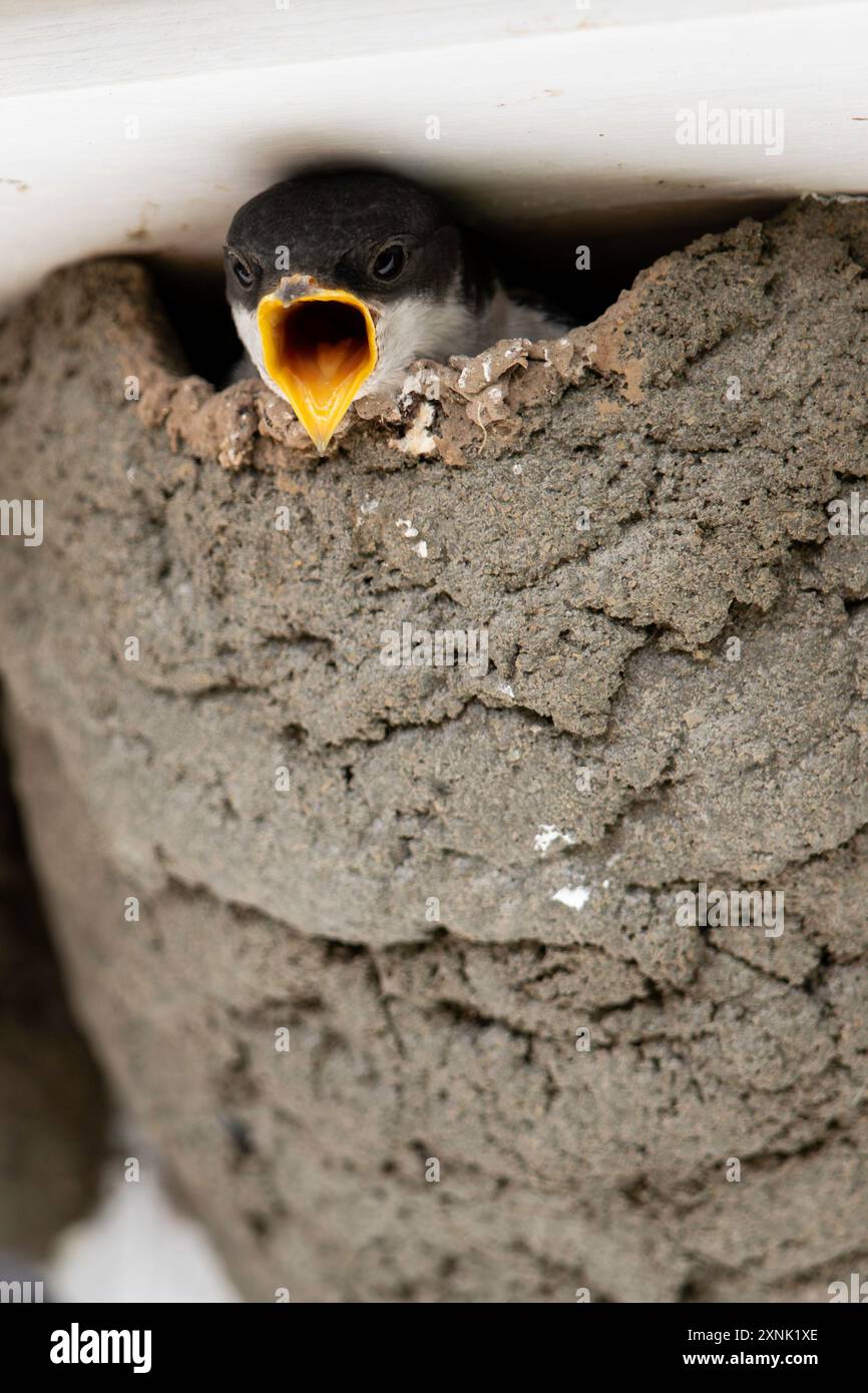 House martin uk nest feeding hi-res stock photography and images - Alamy