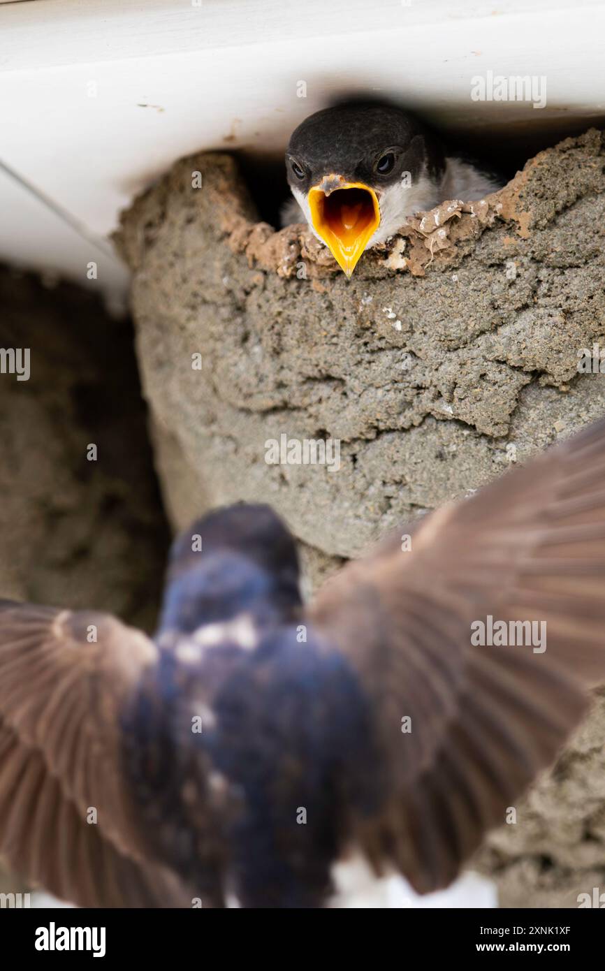House martin uk nest feeding hi-res stock photography and images - Alamy
