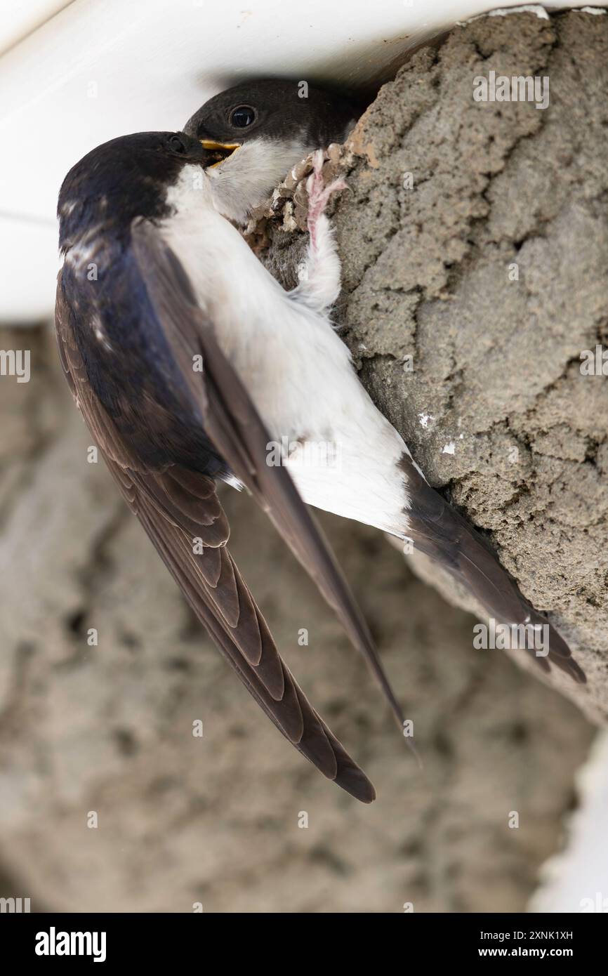 House martin flight feeding hi-res stock photography and images - Alamy