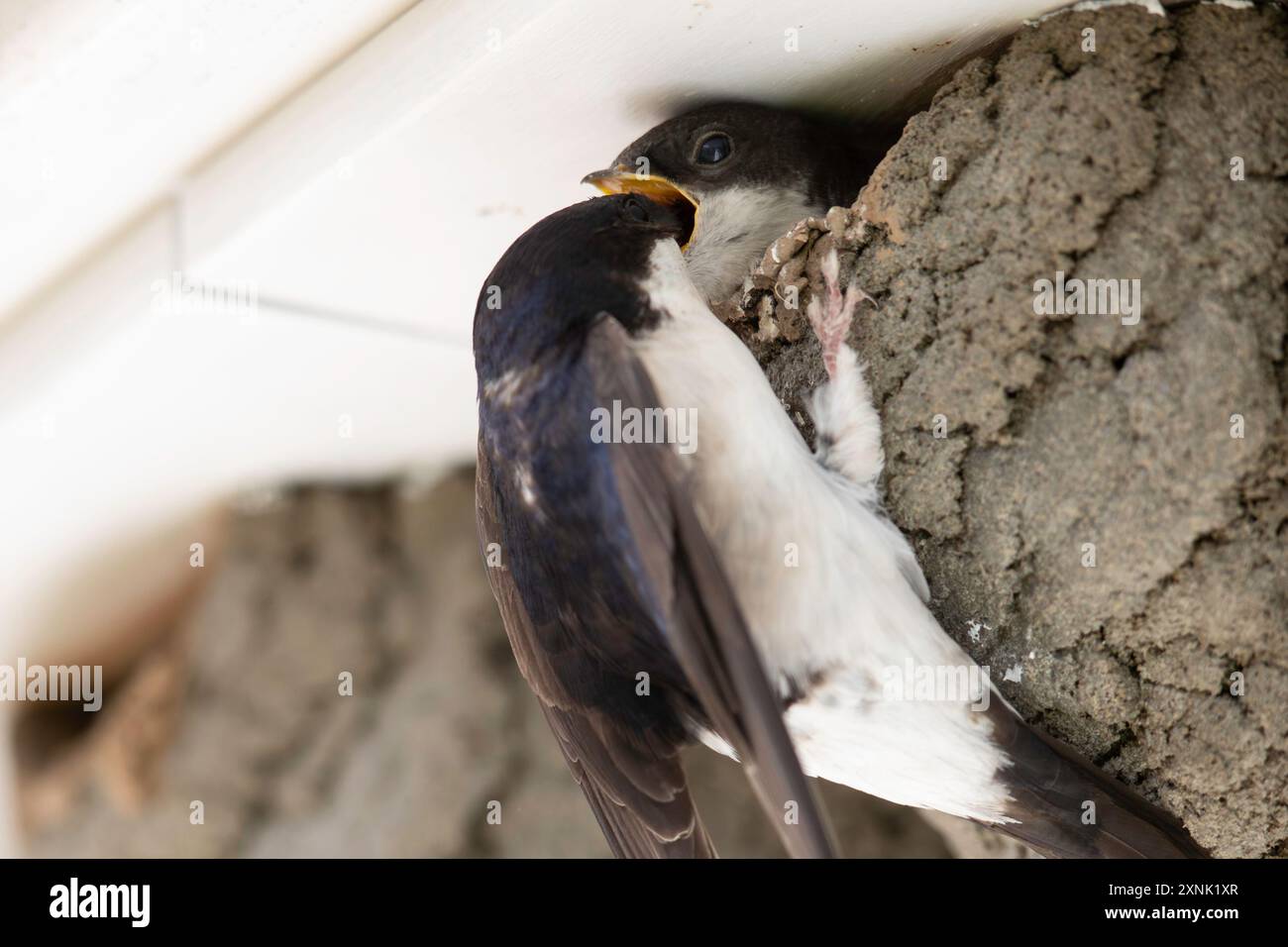 House martin uk nest feeding hi-res stock photography and images - Alamy