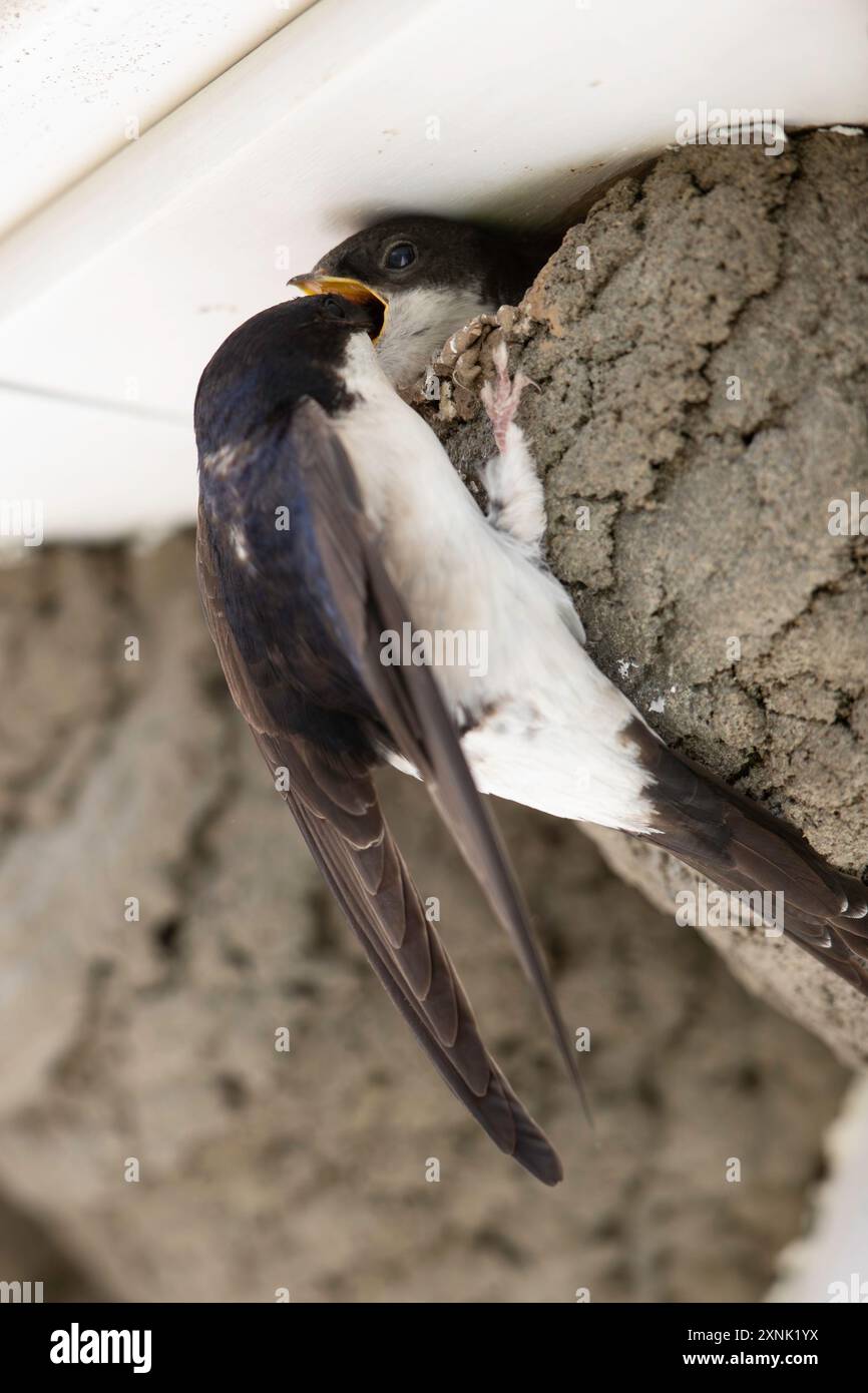 House martin uk nest feeding hi-res stock photography and images - Alamy