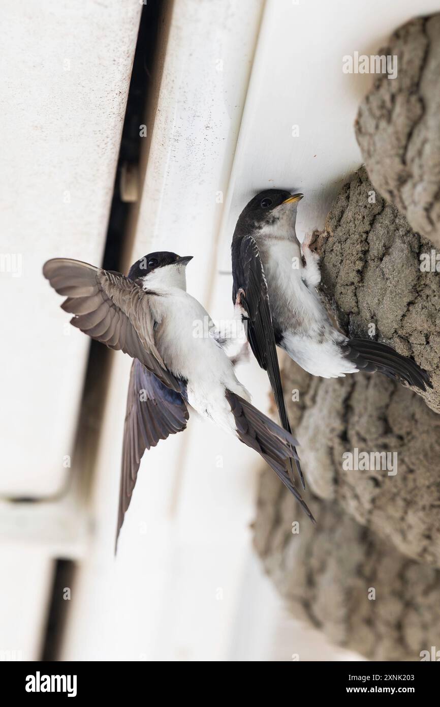 House martin uk nest feeding hi-res stock photography and images - Alamy