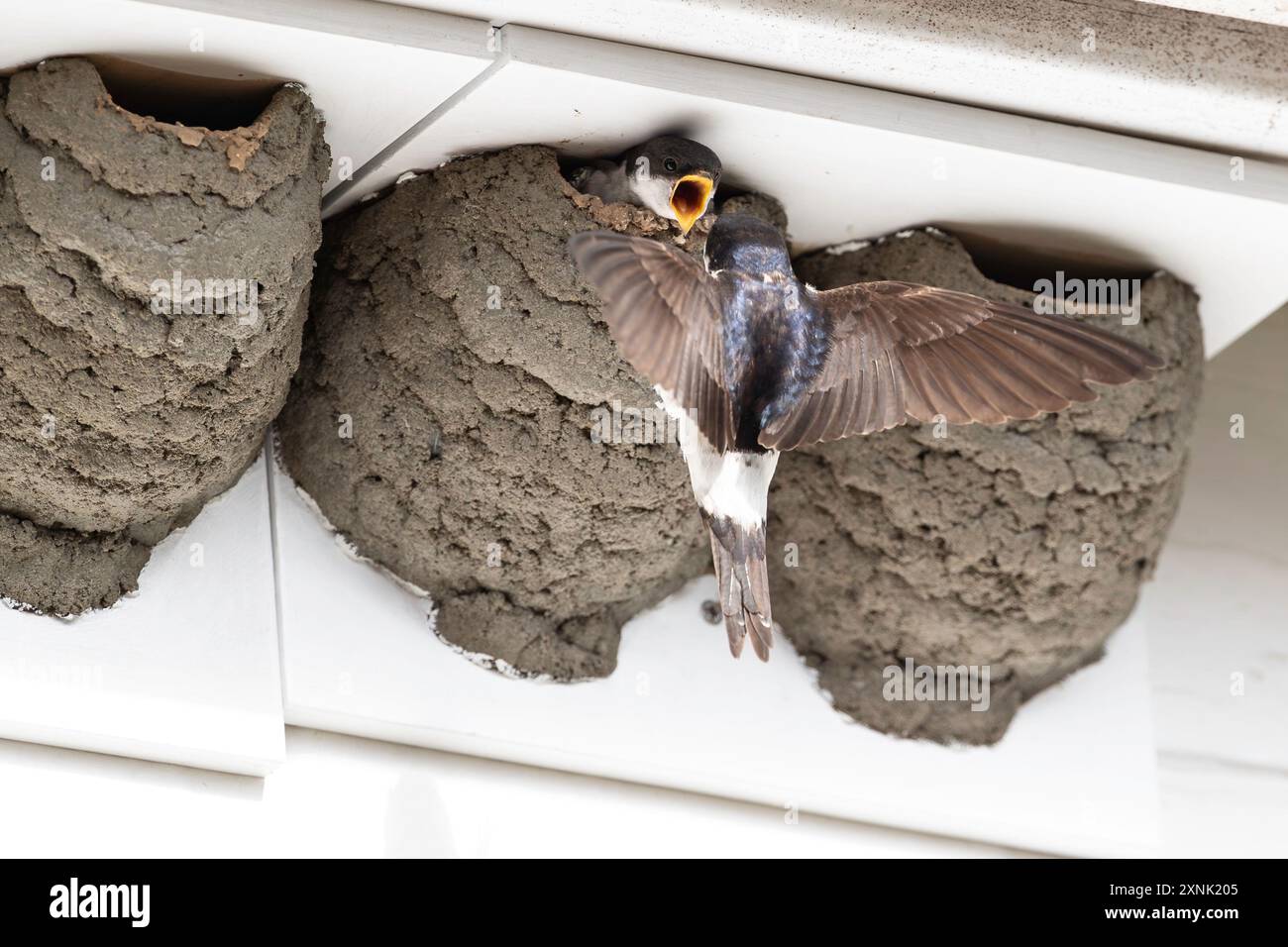 House martin nest artificial hi-res stock photography and images - Alamy