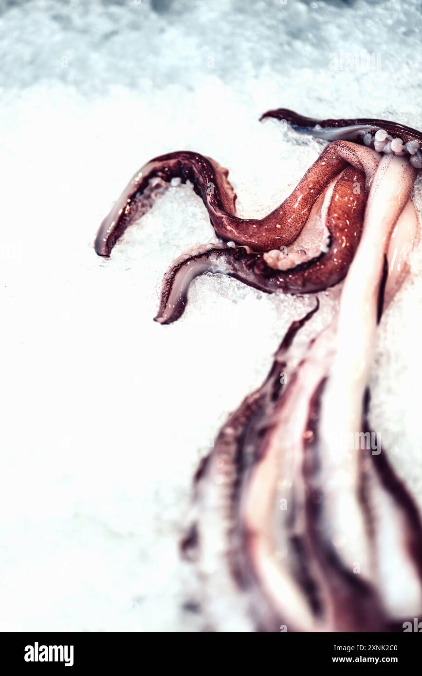 Freshly Caught A vibrant display of freshly caught octopus is arranged ...