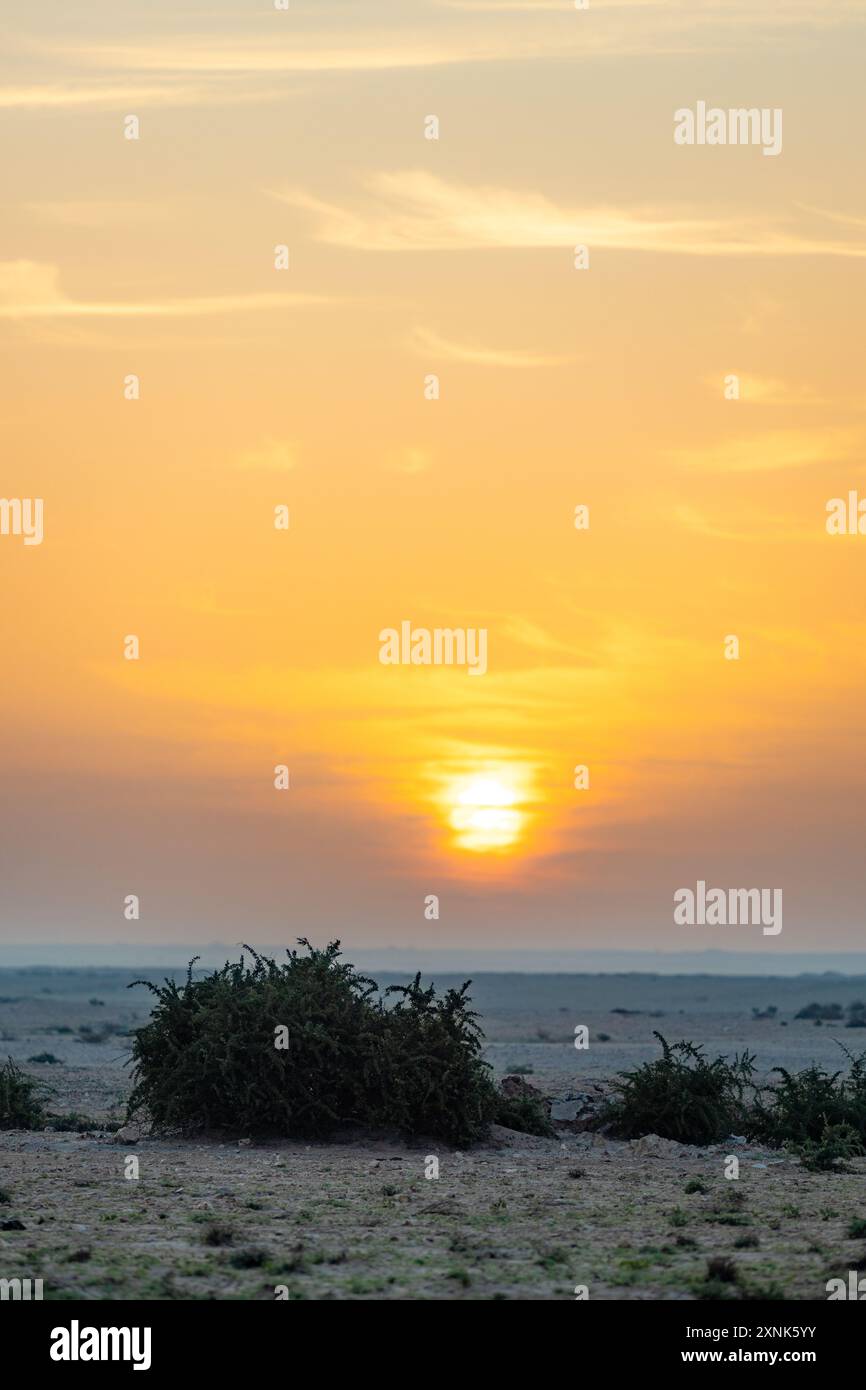 scattered bushes on the golden sand dunes at the golden hour with a ...