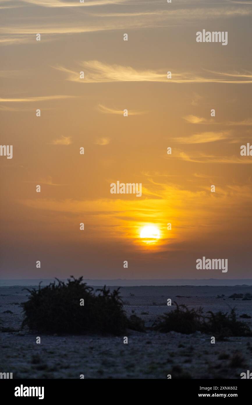 scattered bushes on the golden sand dunes at the golden hour with a ...
