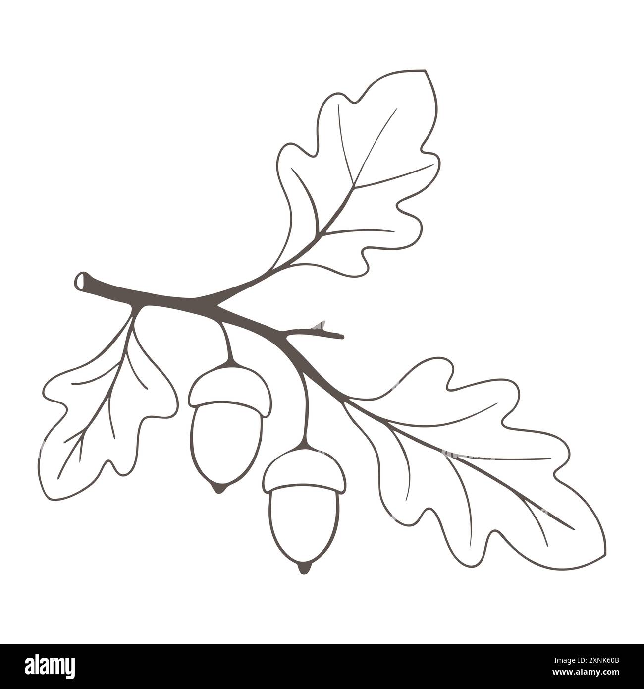 Acorns logo Stock Vector Images - Alamy