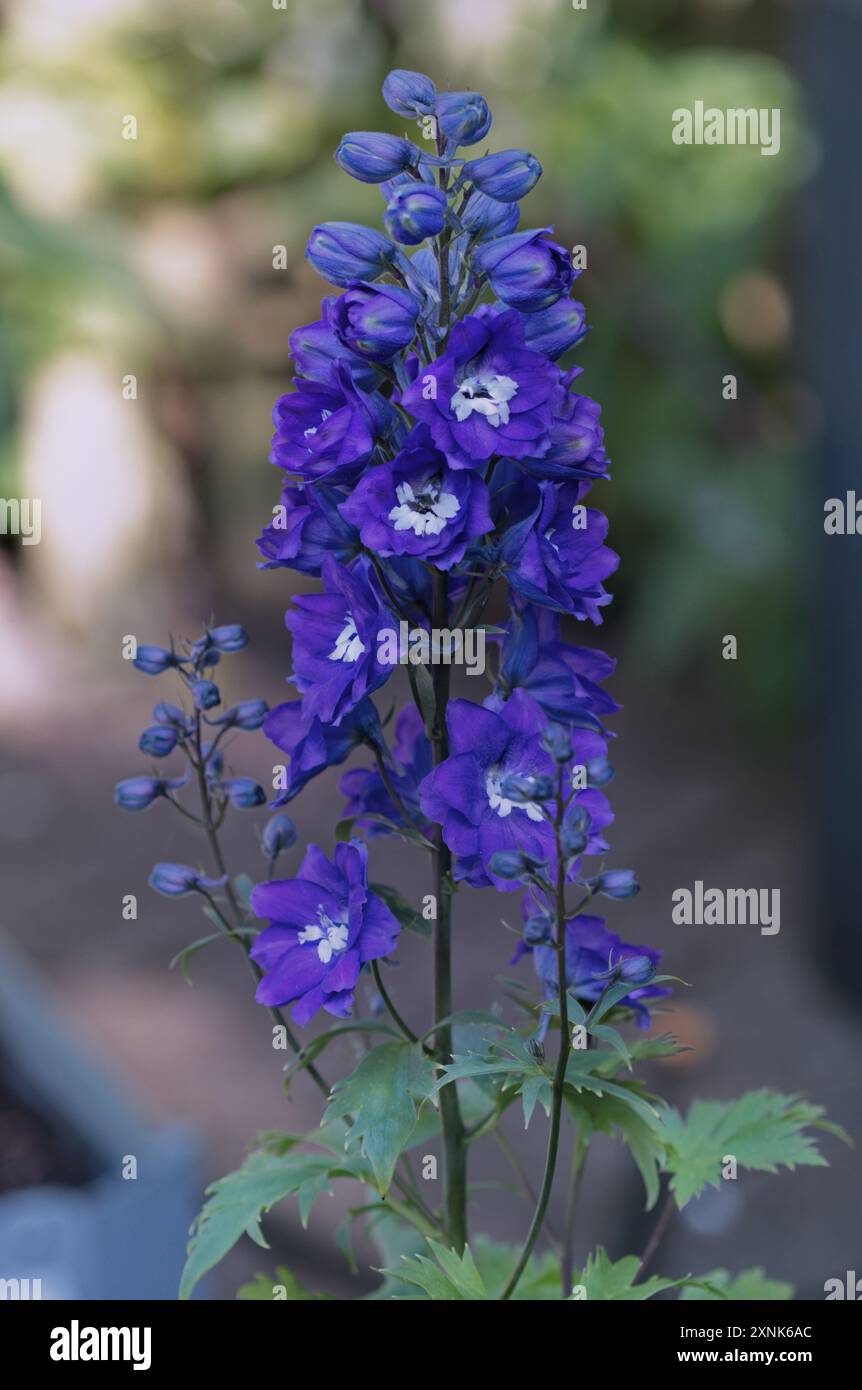 Delphinium Excalibur Blue Stock Photo - Alamy