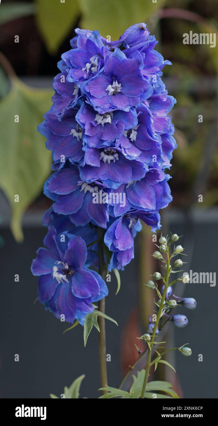 Delphinium Aurora Blue Stock Photo - Alamy
