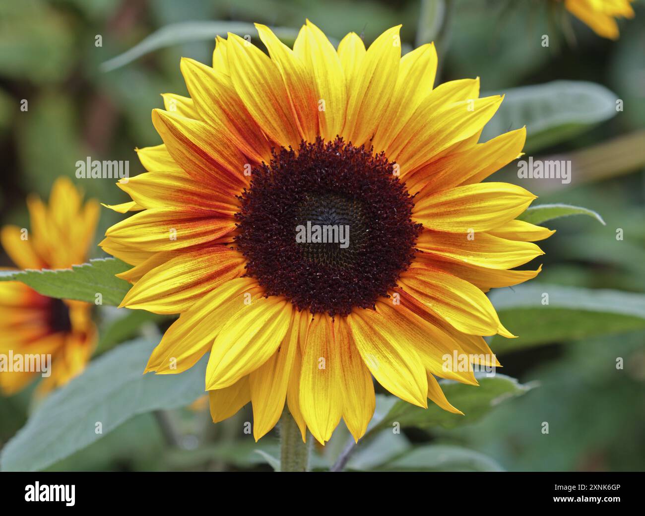 Sunflower Solar Power Stock Photo - Alamy