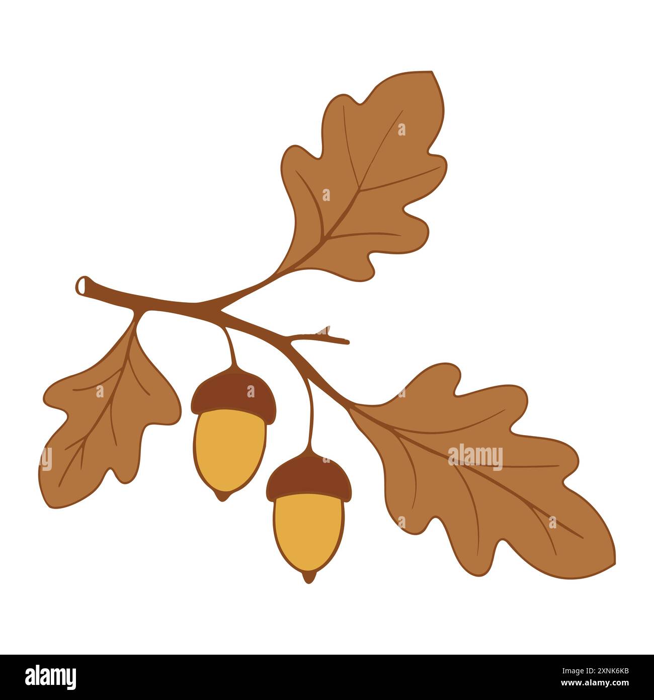 Oak branch with leaves and acorns, brown colors drawing. Isolated on ...
