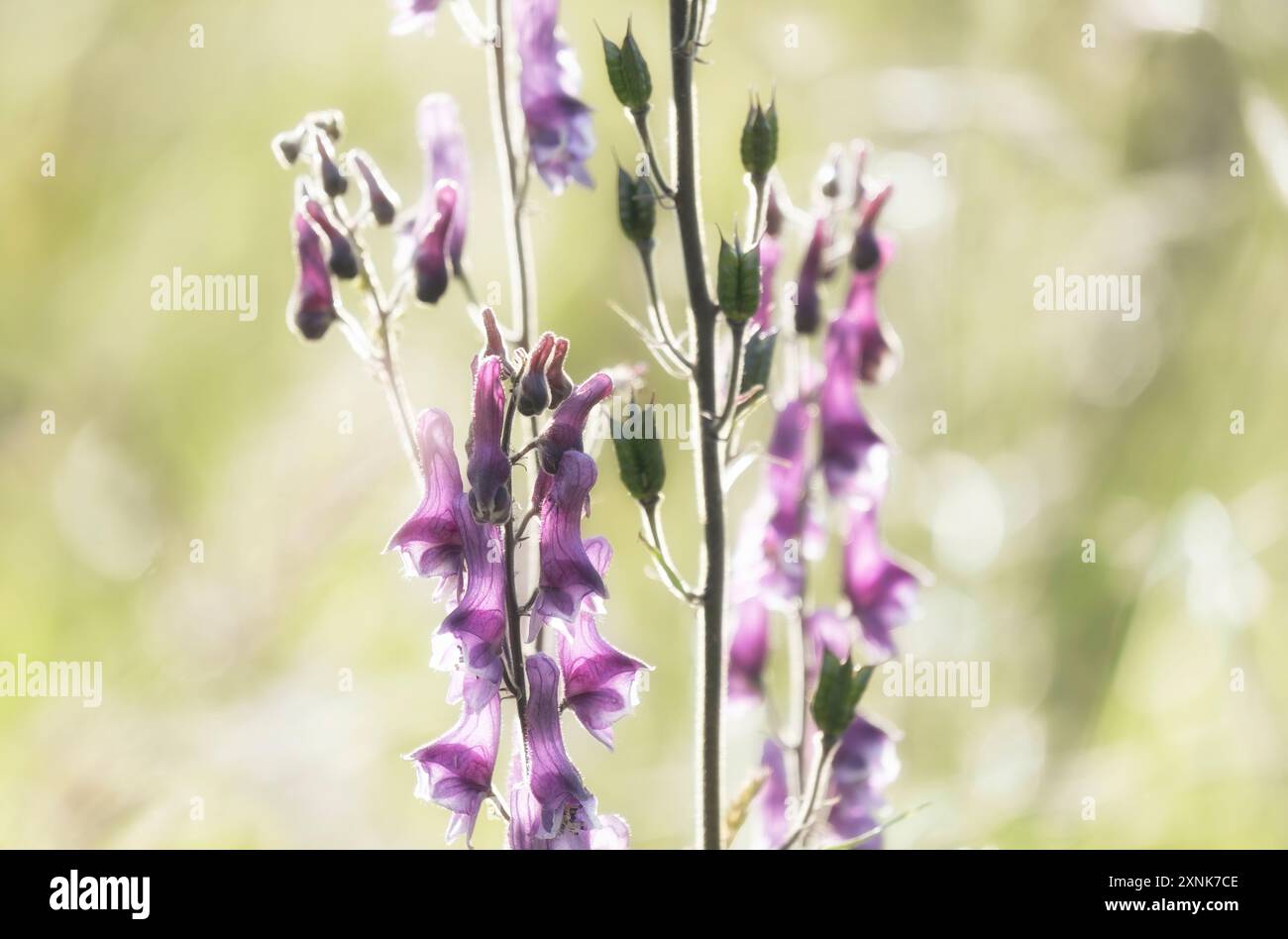 Soongricum hi-res stock photography and images - Alamy