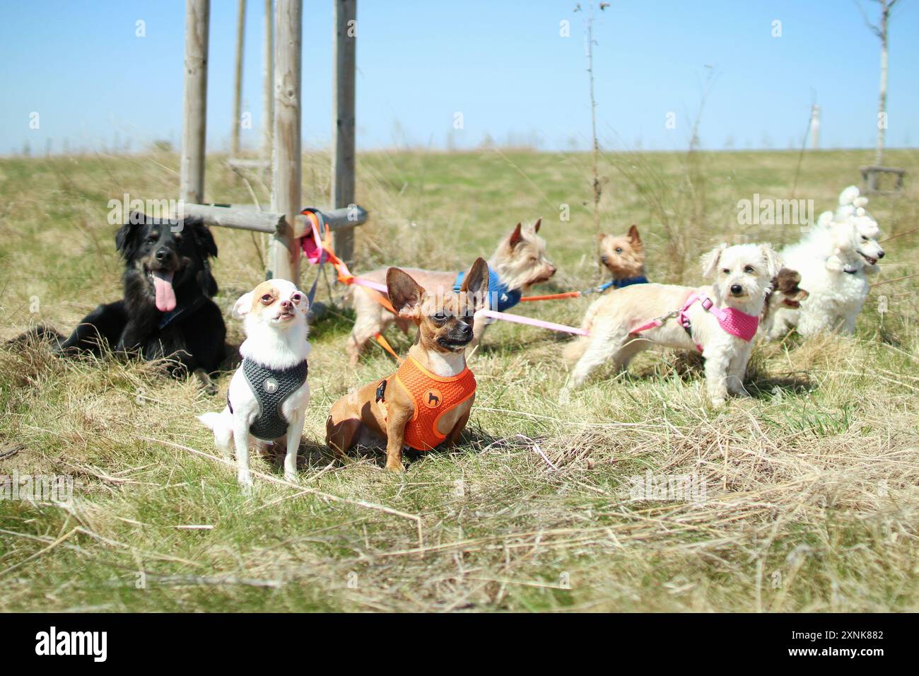 A pack of eight friendly dogs are together on the field Stock Photo - Alamy