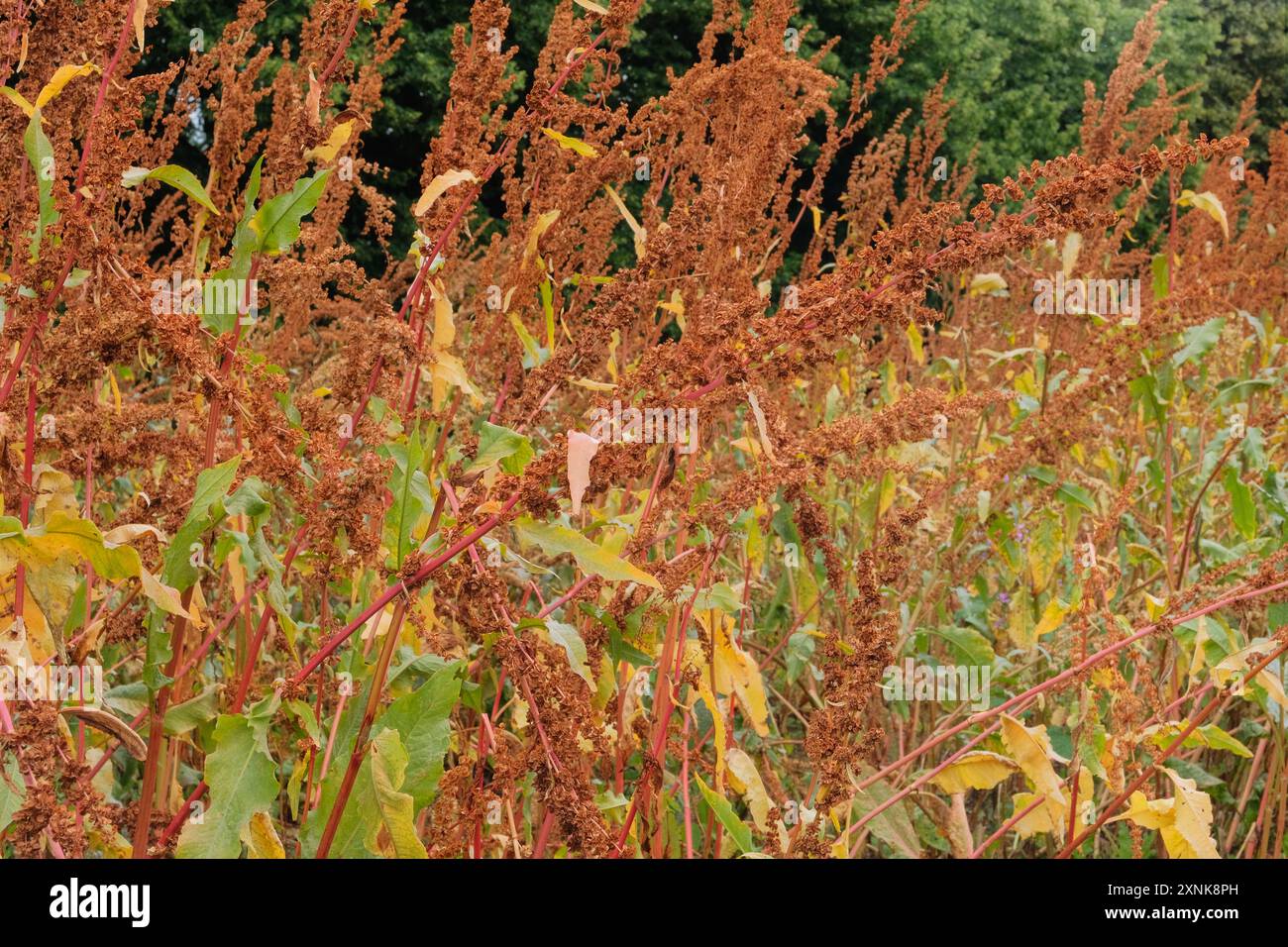 Rumex confertus grows in meadow. Cottage garden. Cultivated plants ...
