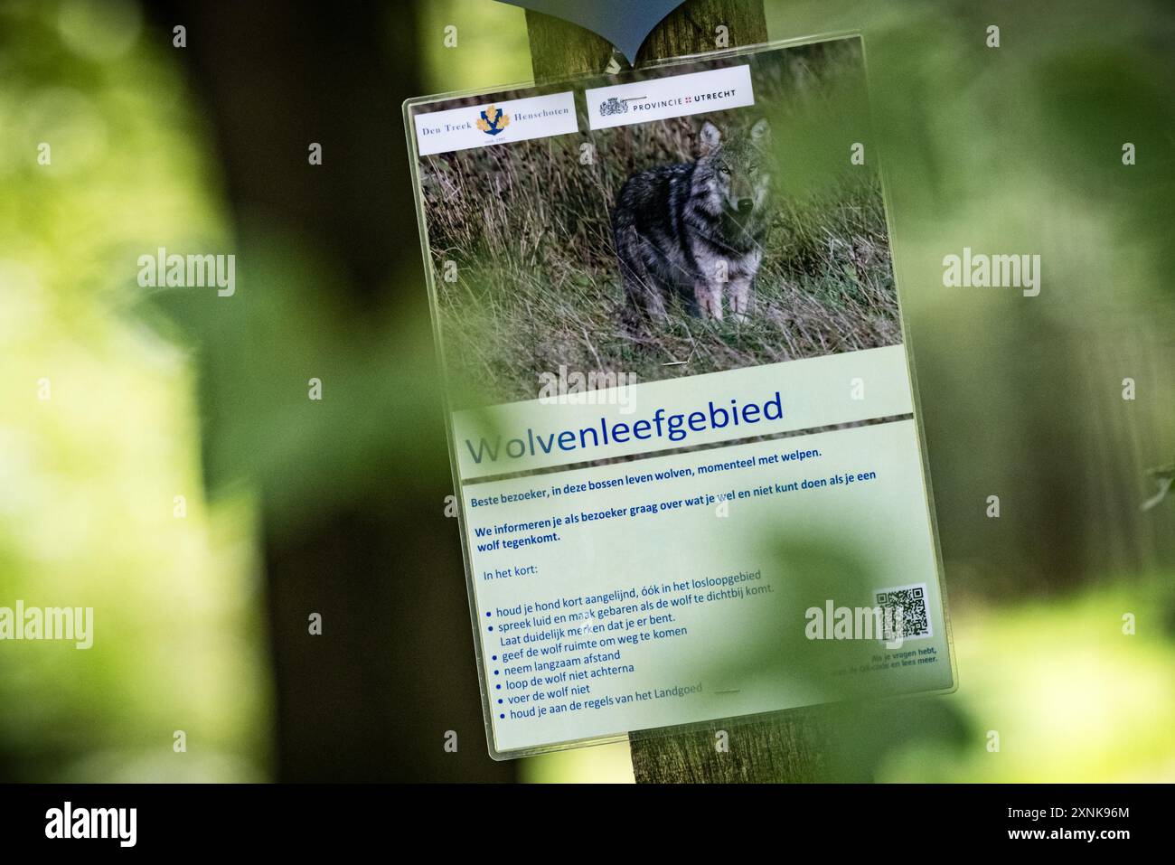 Wolf in the woods hi-res stock photography and images - Alamy