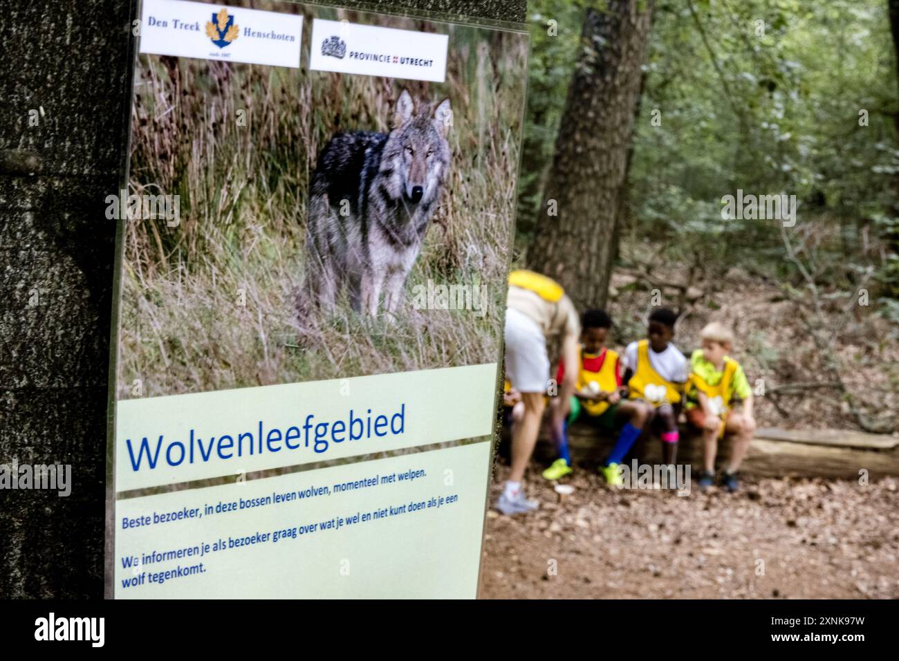 Wolf in the woods hi-res stock photography and images - Alamy