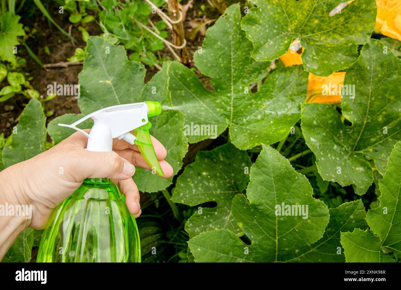 Fighting Against Downy Mildew Powdery Mildew Or Pseudoperonospora Cubensis In Home Garden