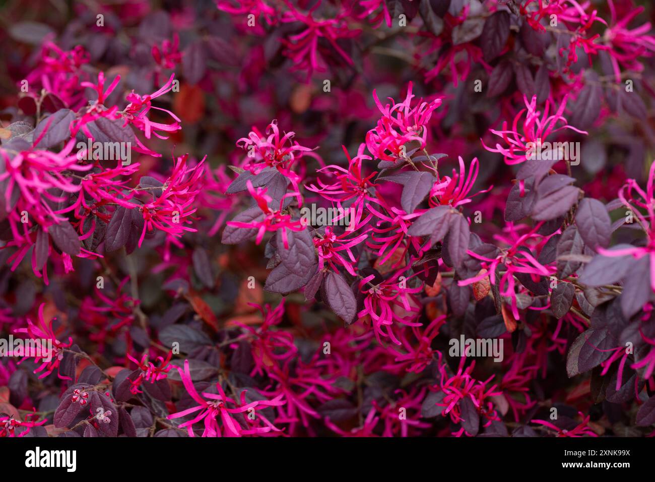 Botanical collection, pink flowers of Loropetalum chinense Black Pearl ...
