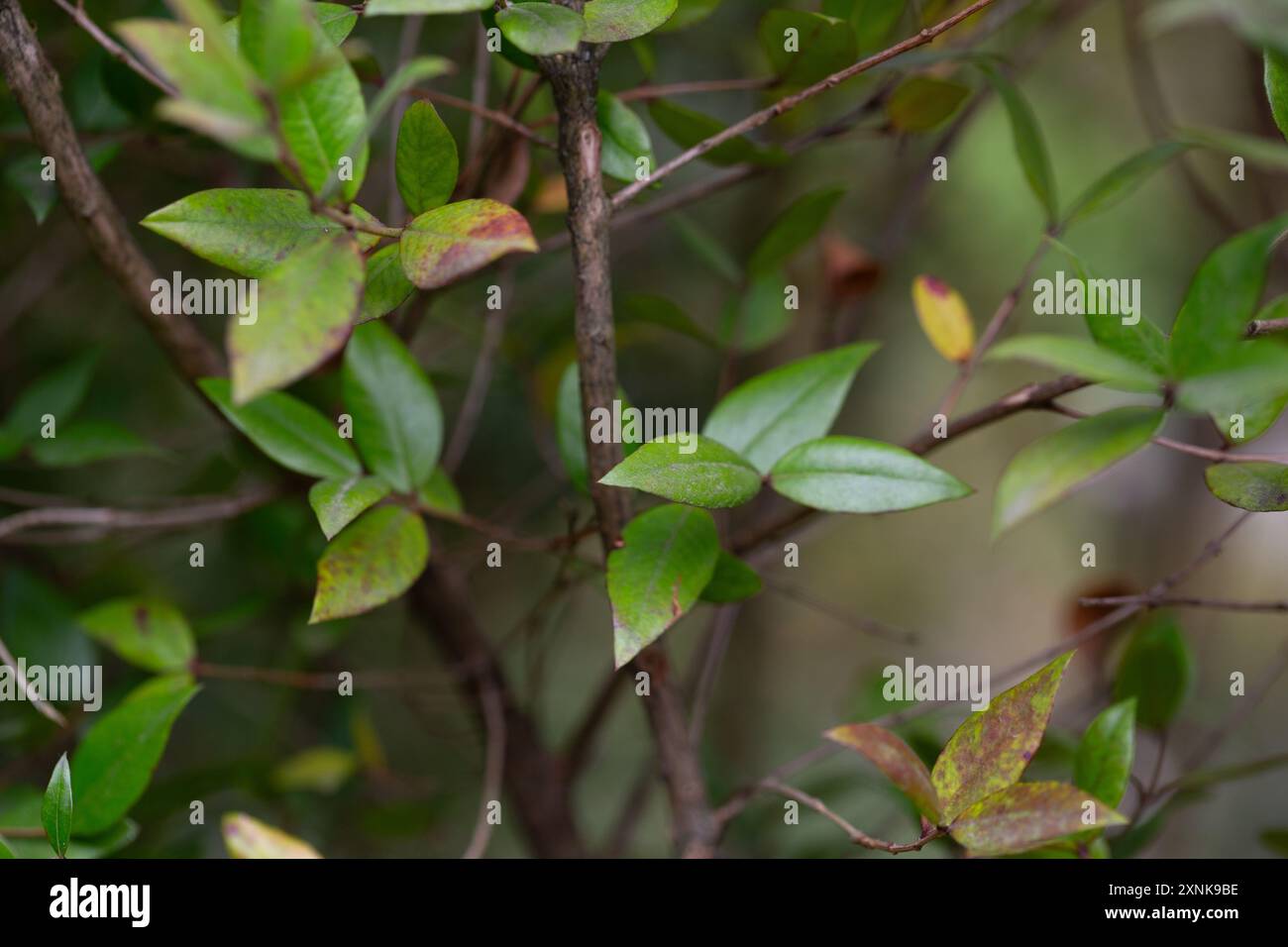 Myrtus communis microphylla hi-res stock photography and images - Alamy