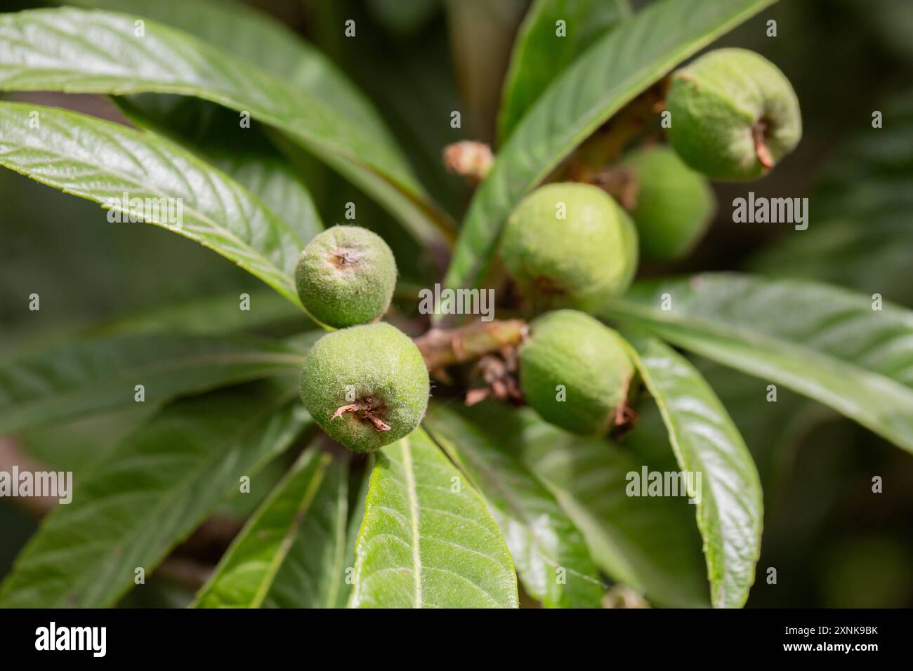 Green medlar fruits in spring. Unripe fruits of Eriobotrya japonica on ...