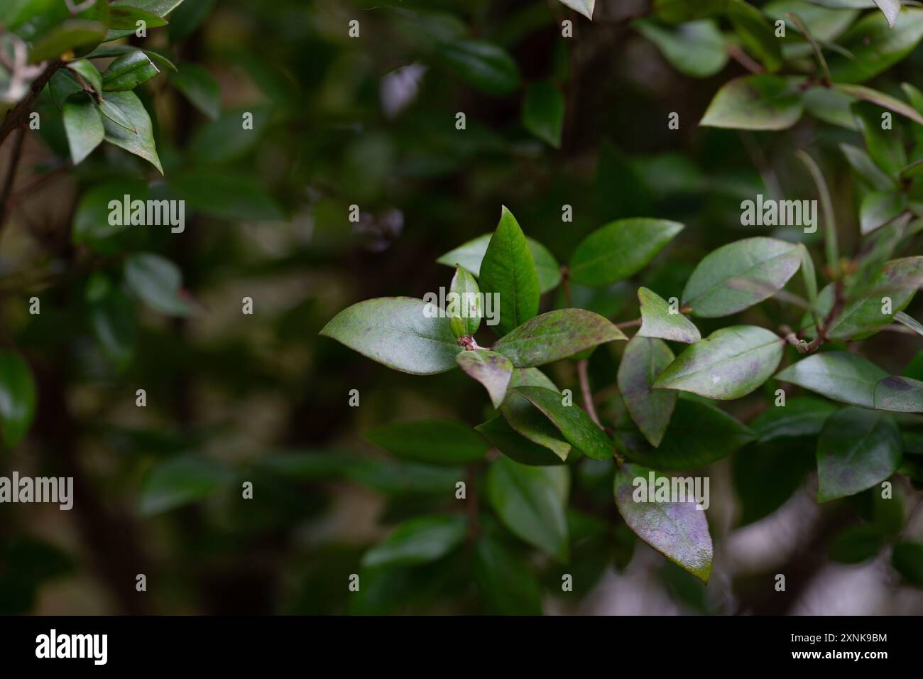 Leaves of Common Myrtle, Myrtus communis. It is native across the ...