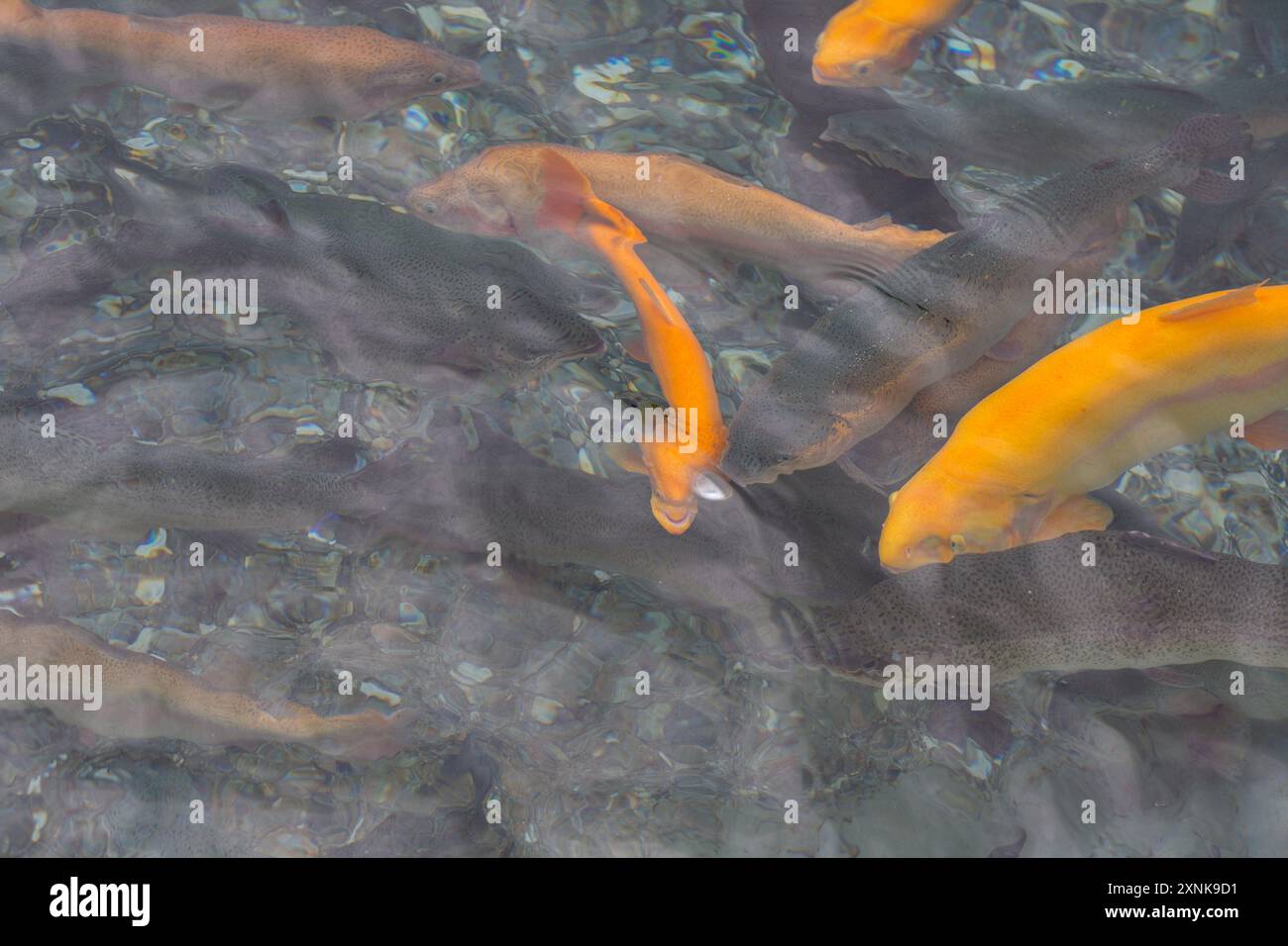 Excursion fish farm hi-res stock photography and images - Alamy