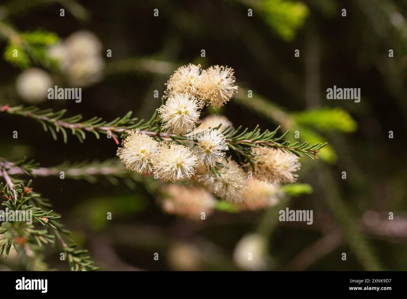 Melaleuca ericifolia (swamp paperbark) flowers on tree in spring. Myrtaceae Australia Melaleuca ...