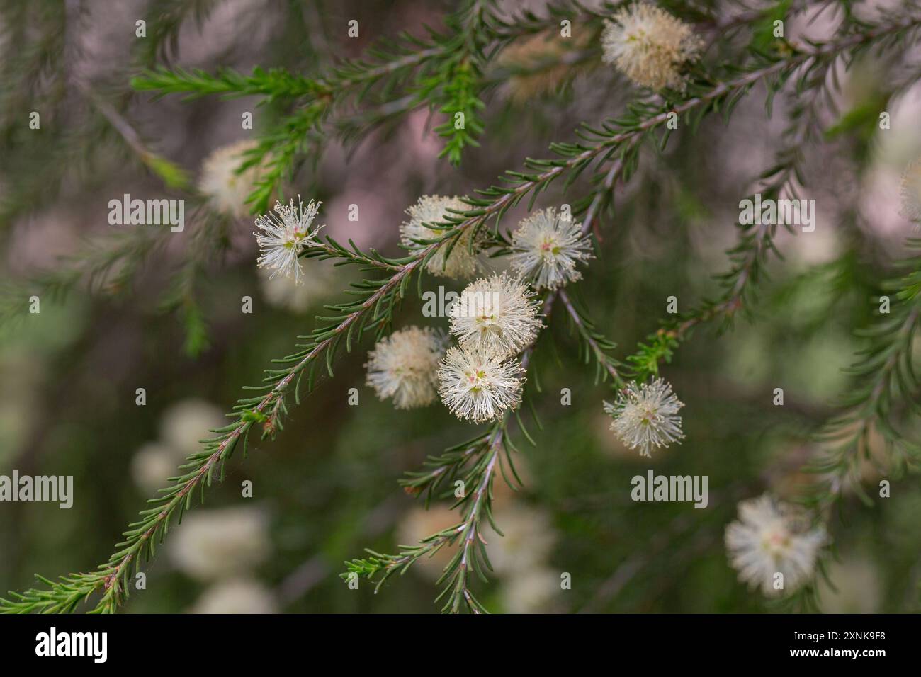 Melaleuca ericifolia (swamp paperbark) flowers on tree in spring ...