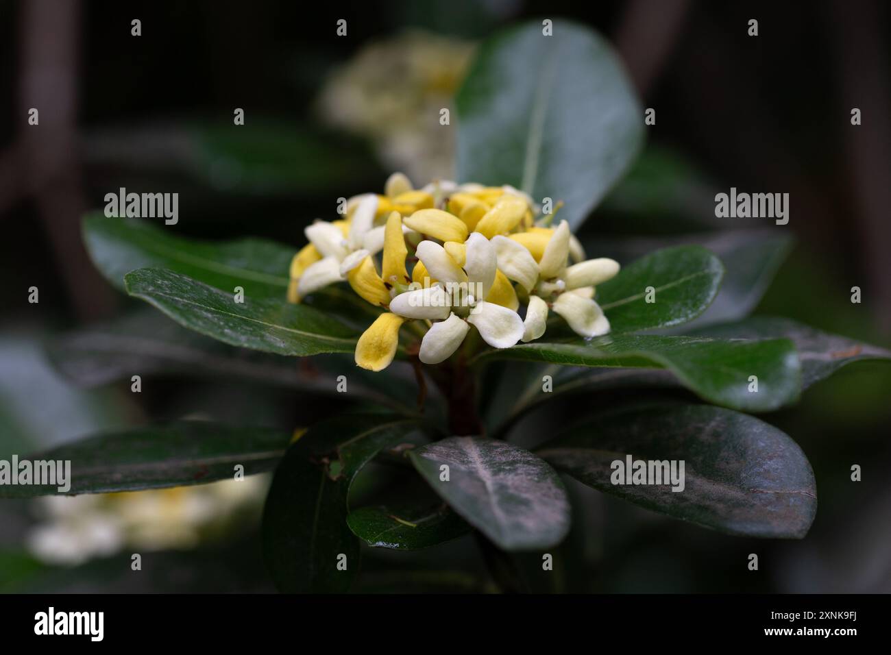 the flowering plant Pittosporum tobira, the Japanese pittosporum or ...