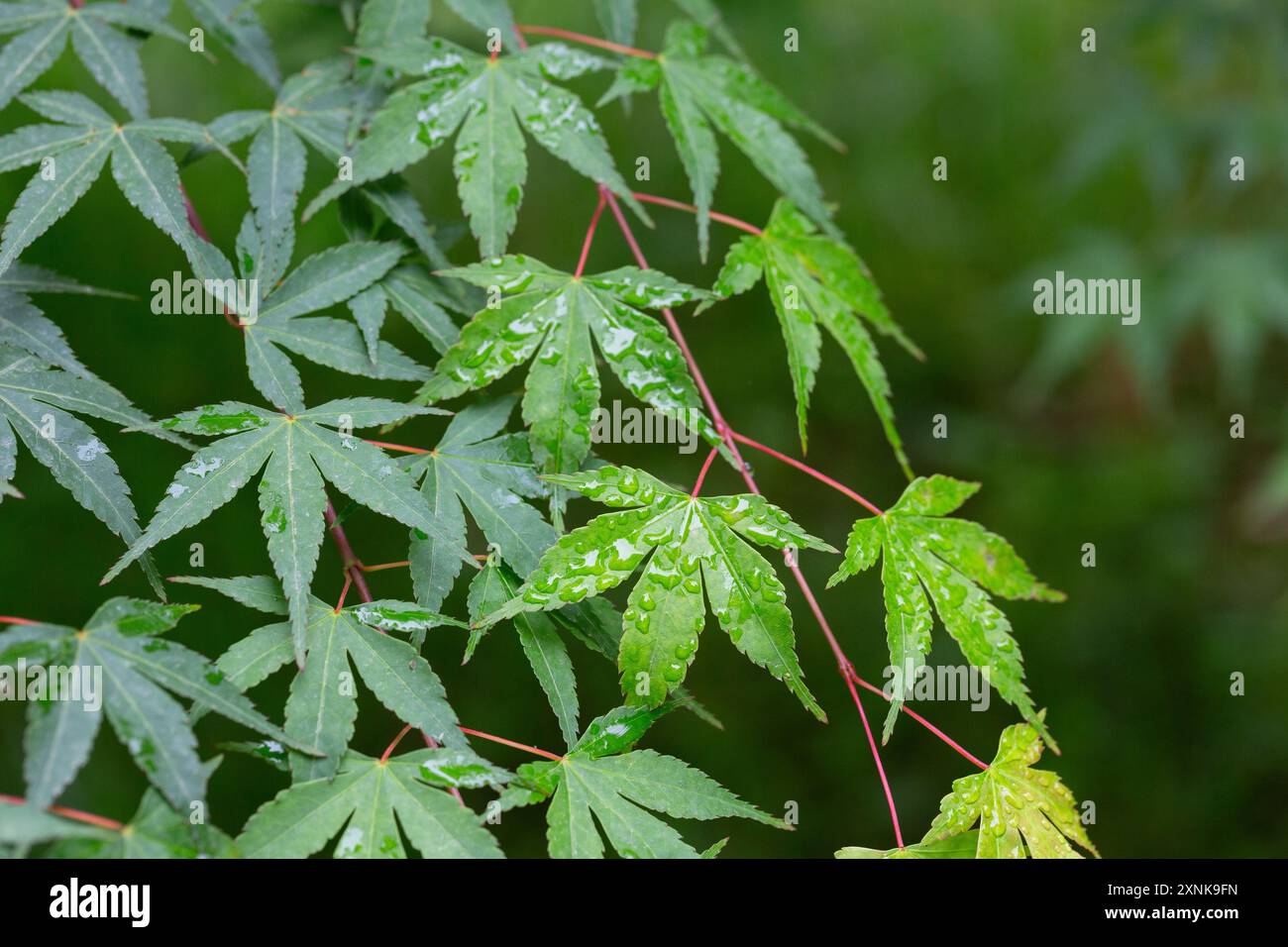Seiryu Japanese Maple close up - Latin name - Acer palmatum Seiryu ...