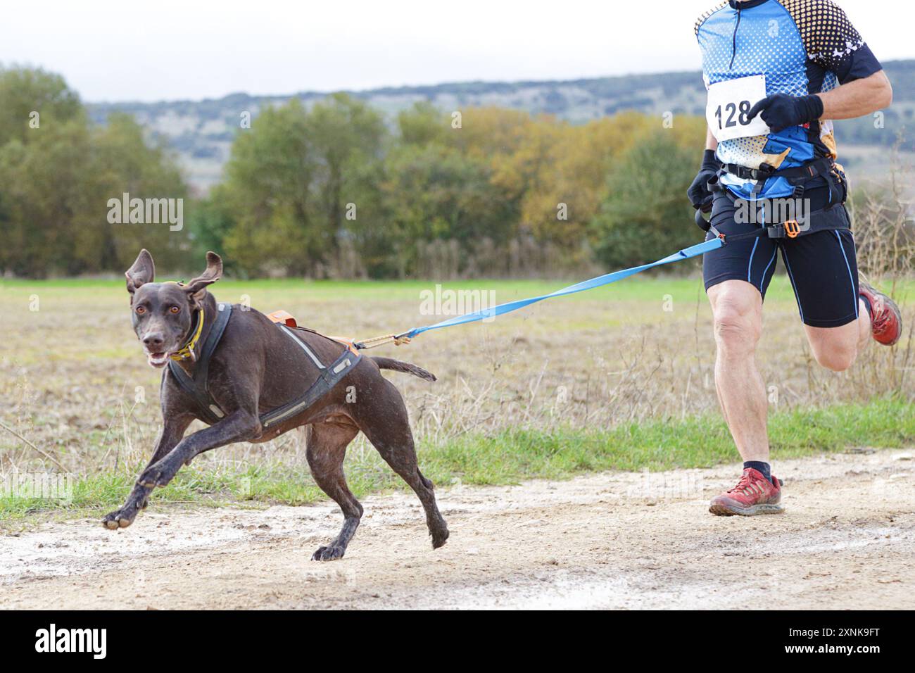 Dog and man taking part in a popular canicross race Stock Photo - Alamy