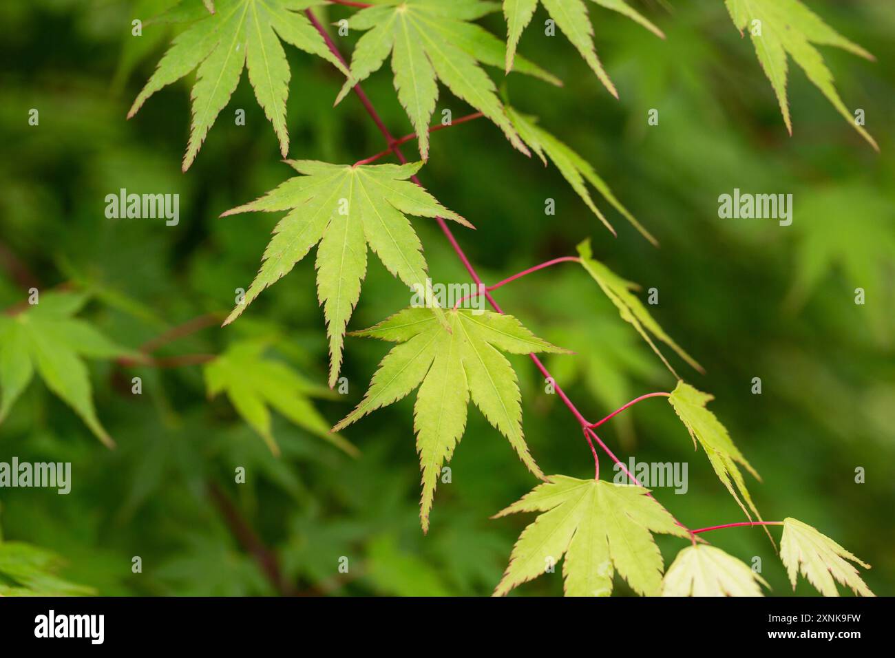 Seiryu Japanese Maple close up - Latin name - Acer palmatum Seiryu ...