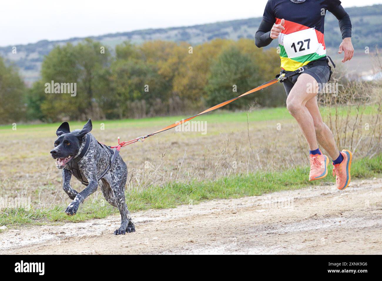 Dog and man taking part in a popular canicross race Stock Photo - Alamy