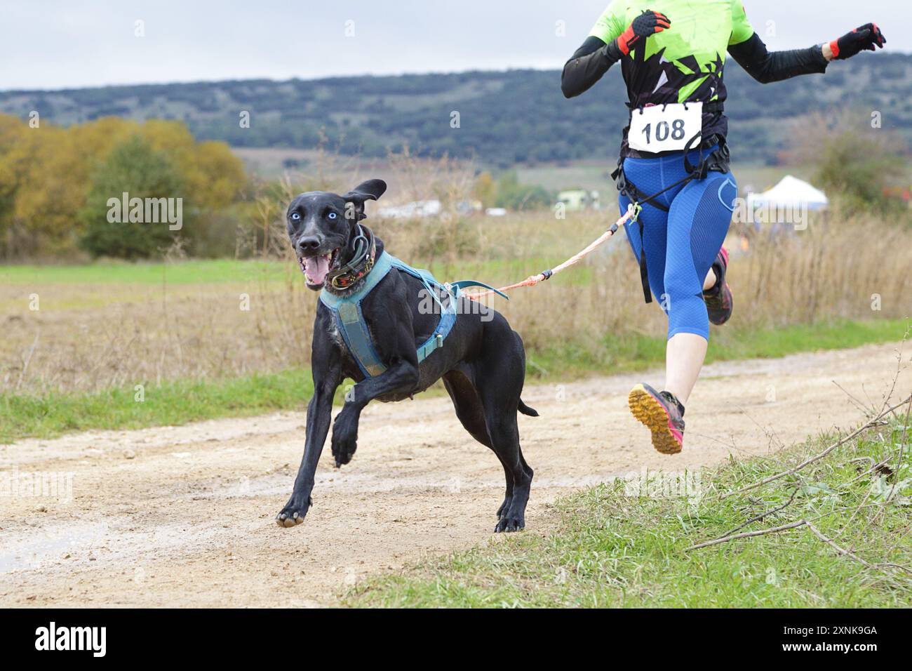 Dog and womman taking part in a popular canicross race Stock Photo - Alamy