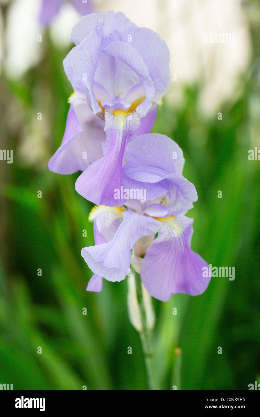 Sweet iris hi-res stock photography and images - Alamy