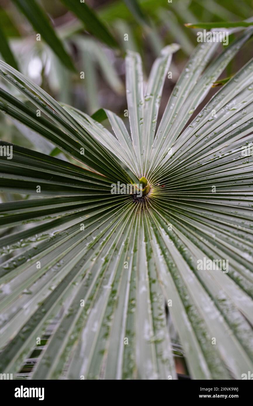 Chamaerops humilis Palm native to the Iberian peninsula. Palm leaves in ...