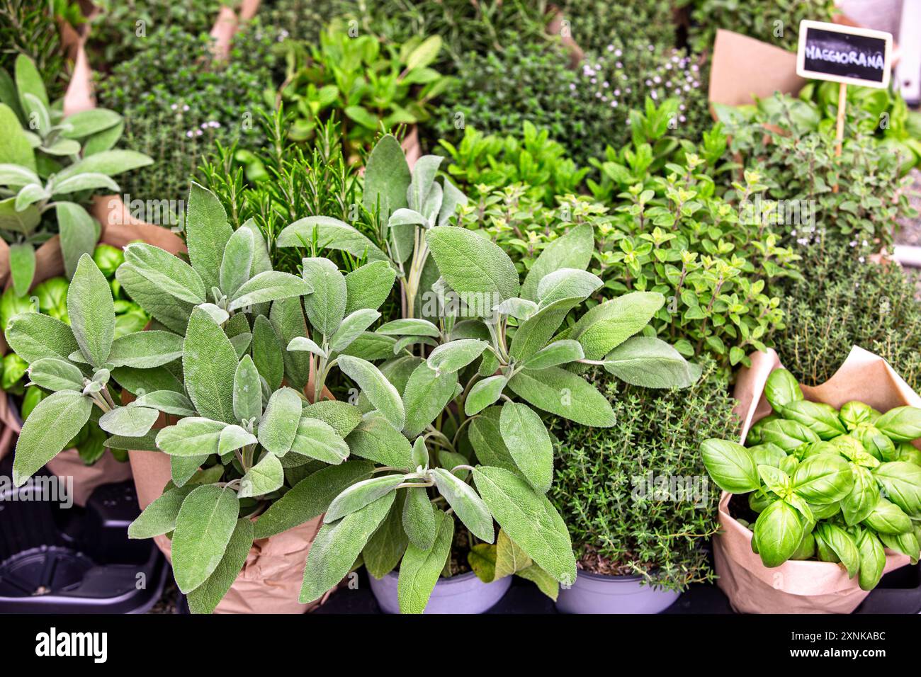Fresh Organic Herbs Assortment Basil, Sage Thyme Oregano Stock Photo ...