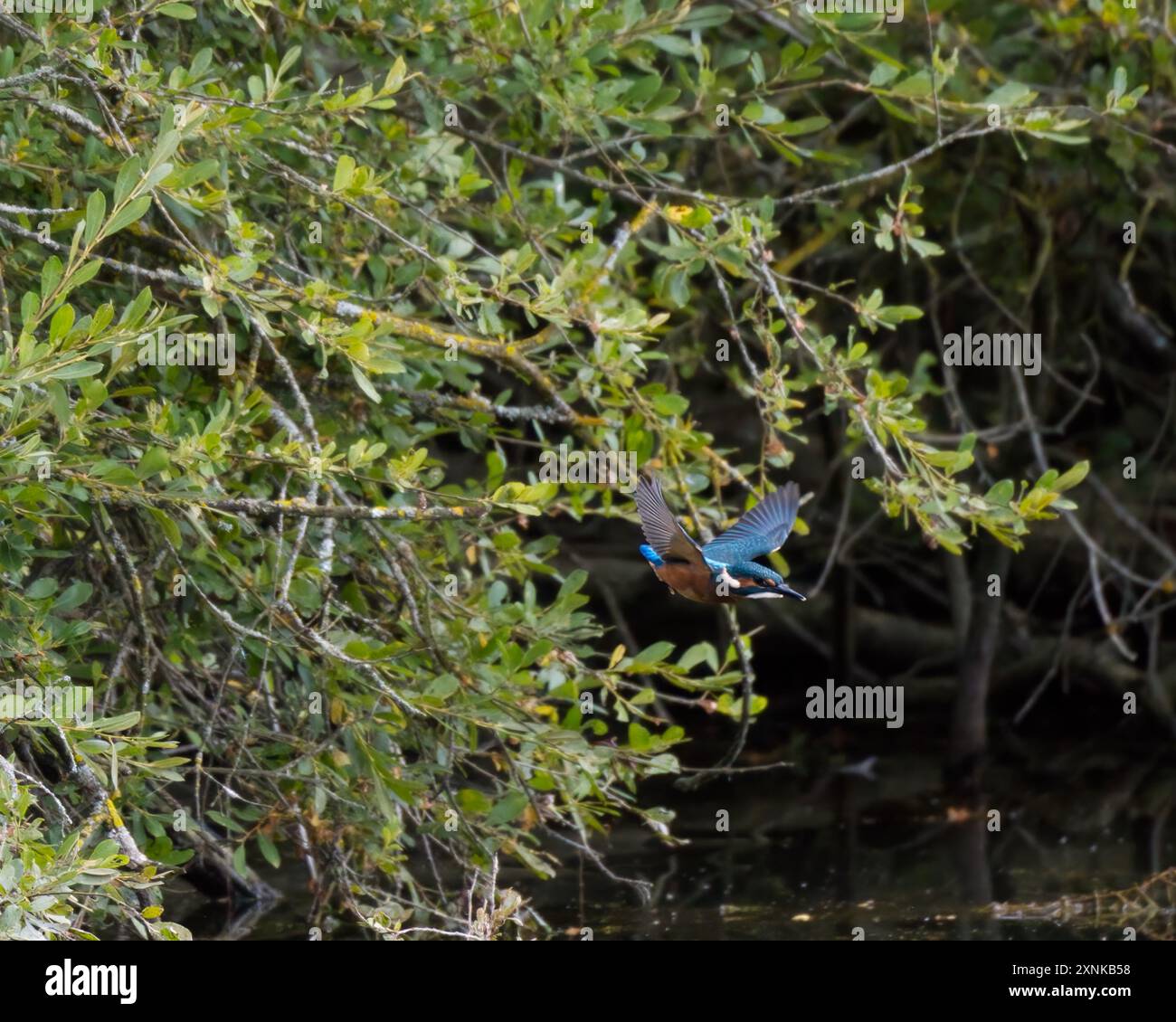The elusive and fast Kingfisher Alcedo Atthis. Usually just a blue ...